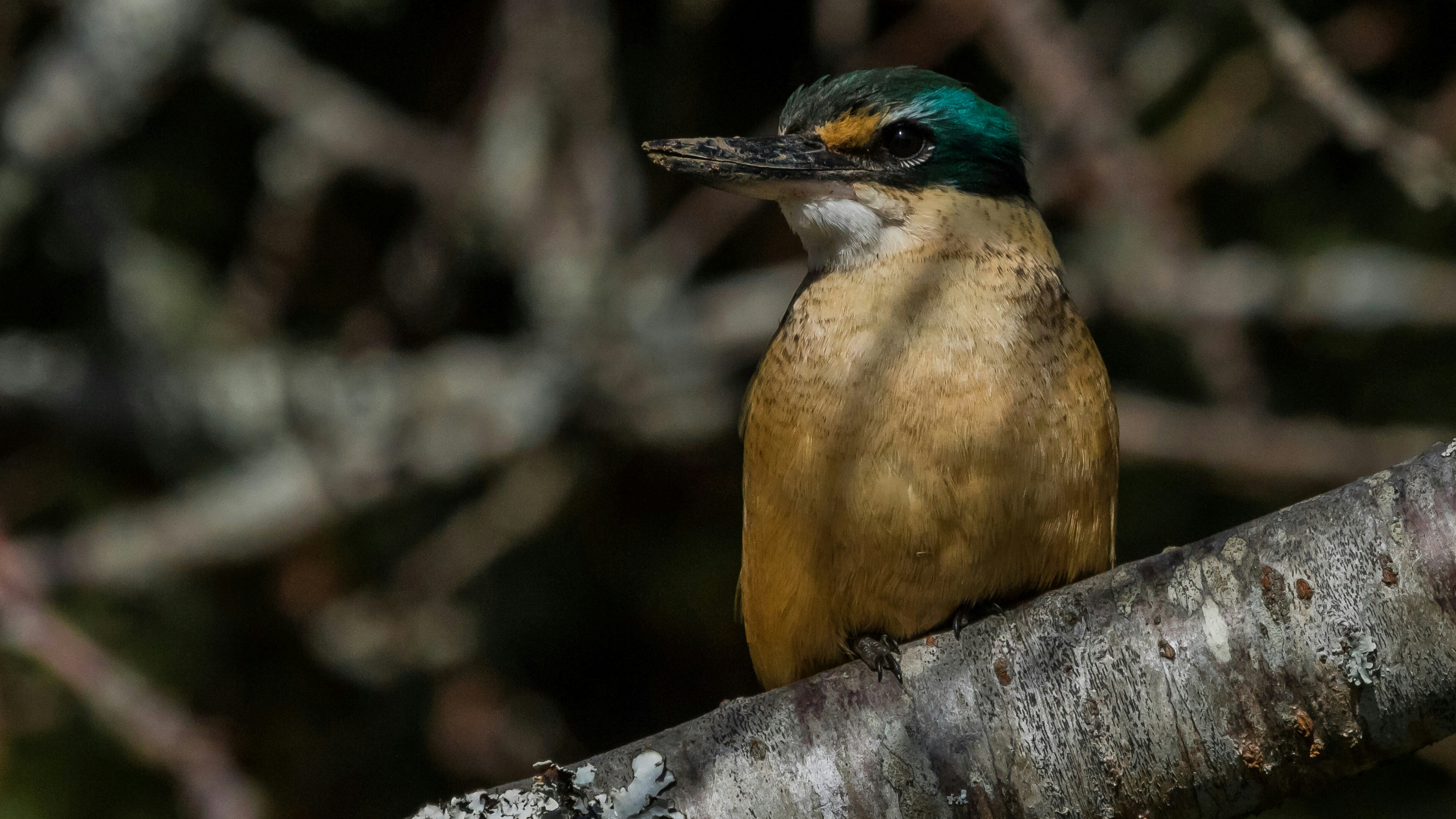 Brown and blue bird photo – Free Animal Image on Unsplash