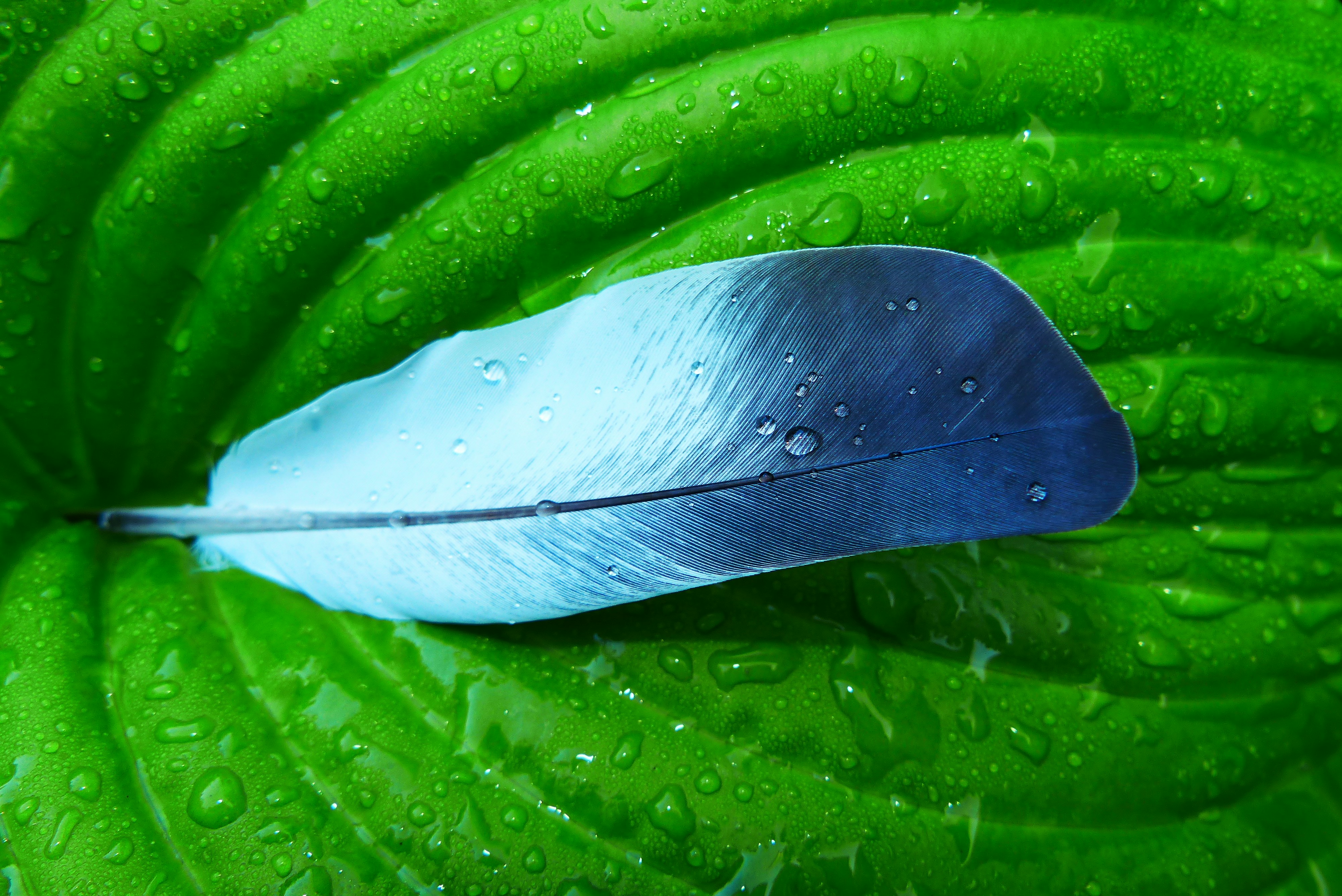 Macro photograph of a pale blue feather resting on a dew-speckled green leaf, highlighting texture and contrast.