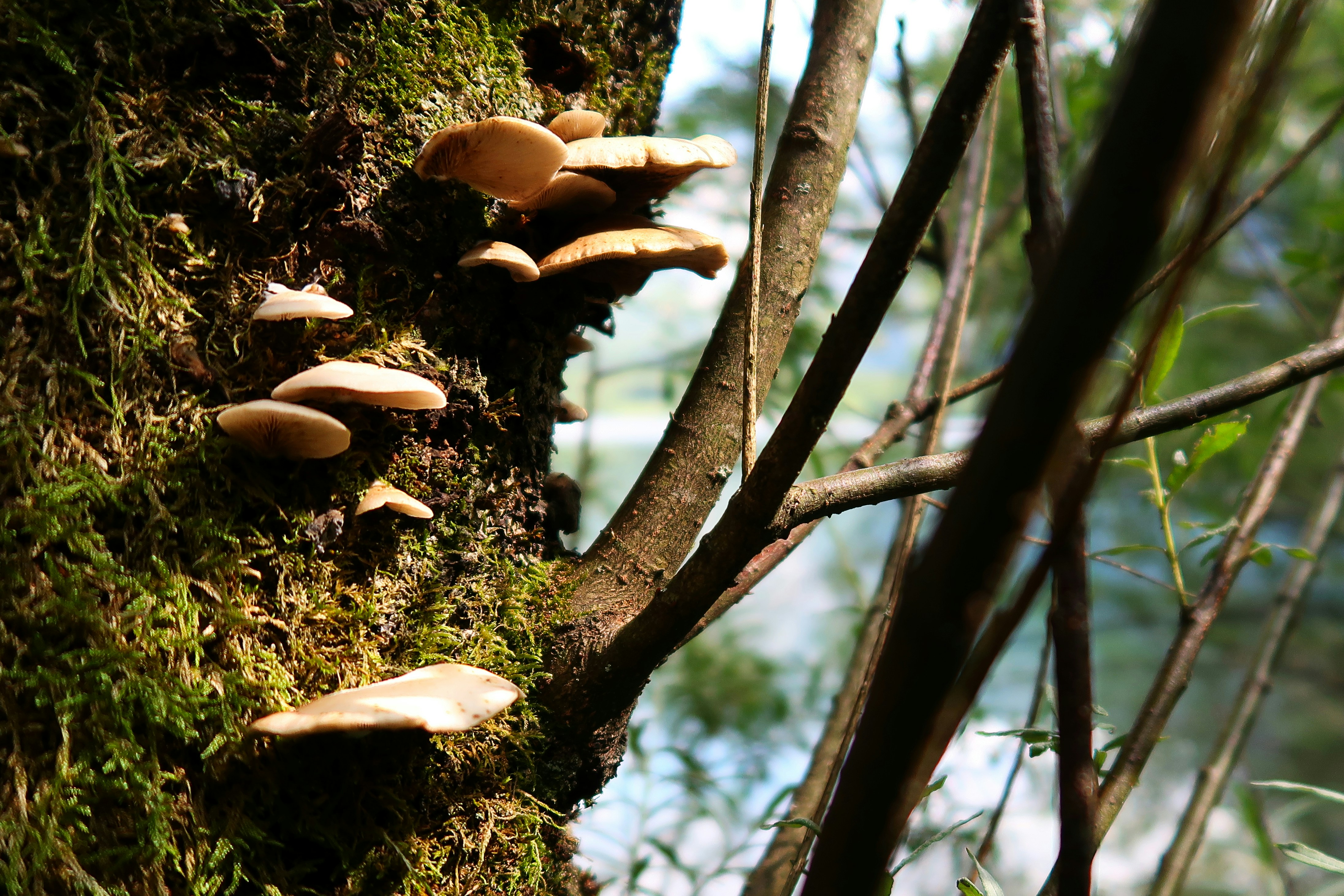 Cluster of mushrooms growing on a moss-covered tree trunk, surrounded by delicate branches. Natural textures and colors create an earthy ambiance.
