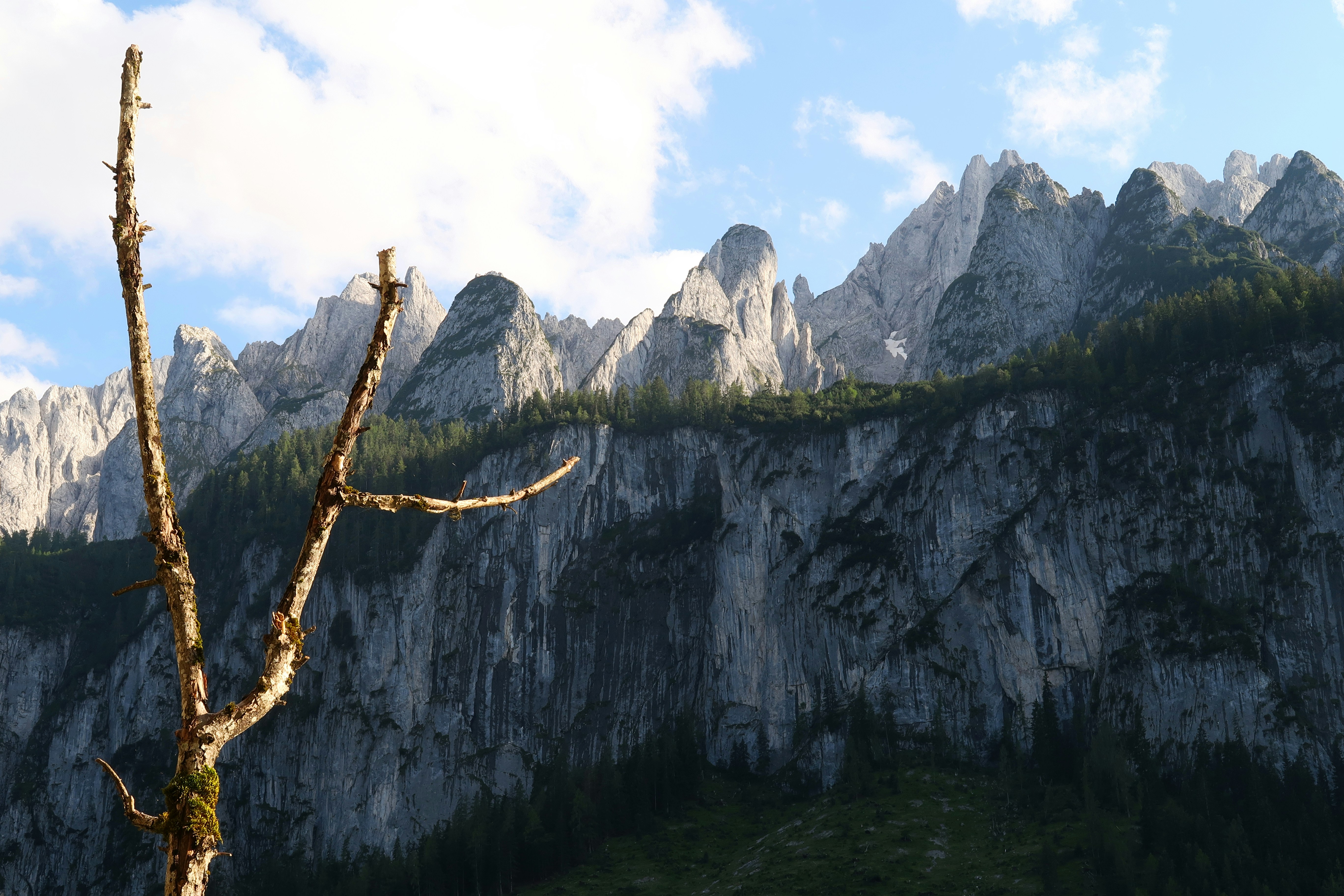 Stark Ledge: Weathered Branch Against Alpine Cliffs at Dusk