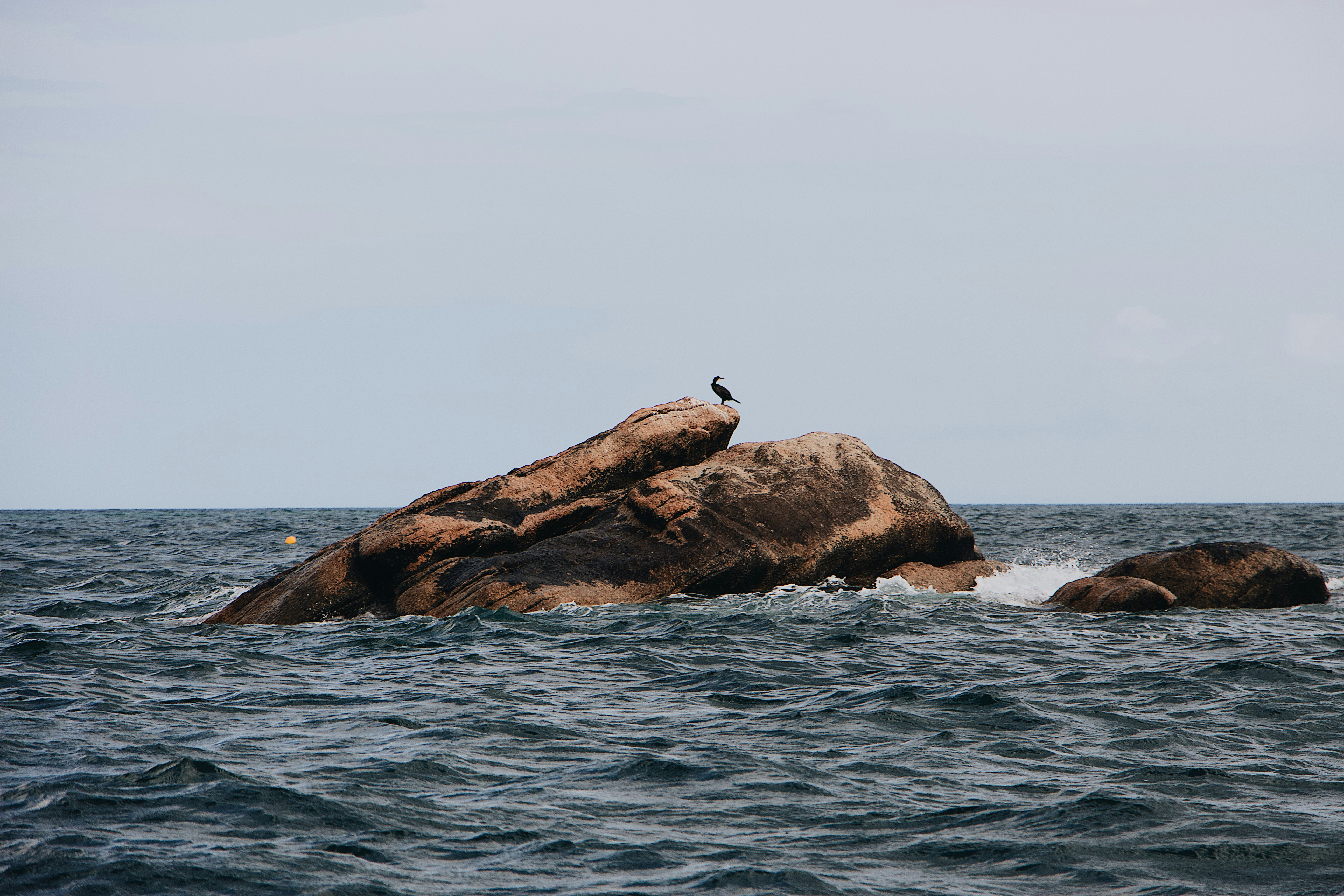 bird on brown rock surrounded by water