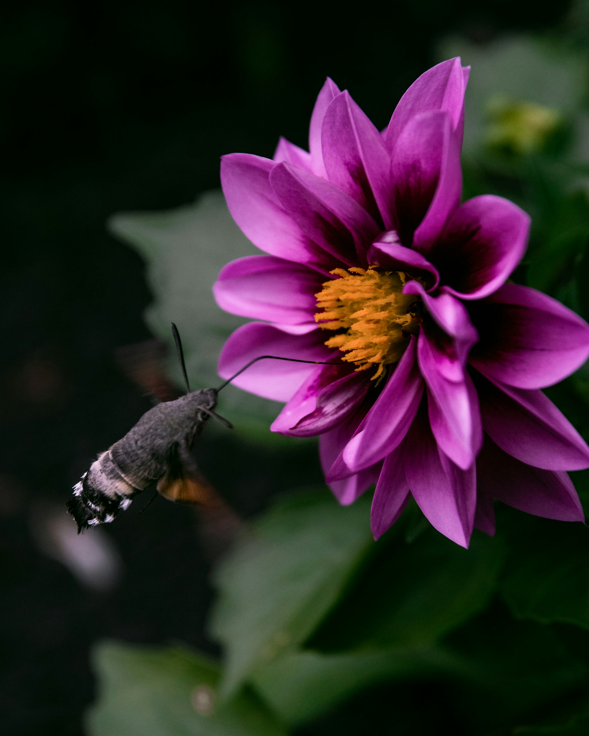 Hummingbird in Pause: Velvet Petals and a Moment of Flight