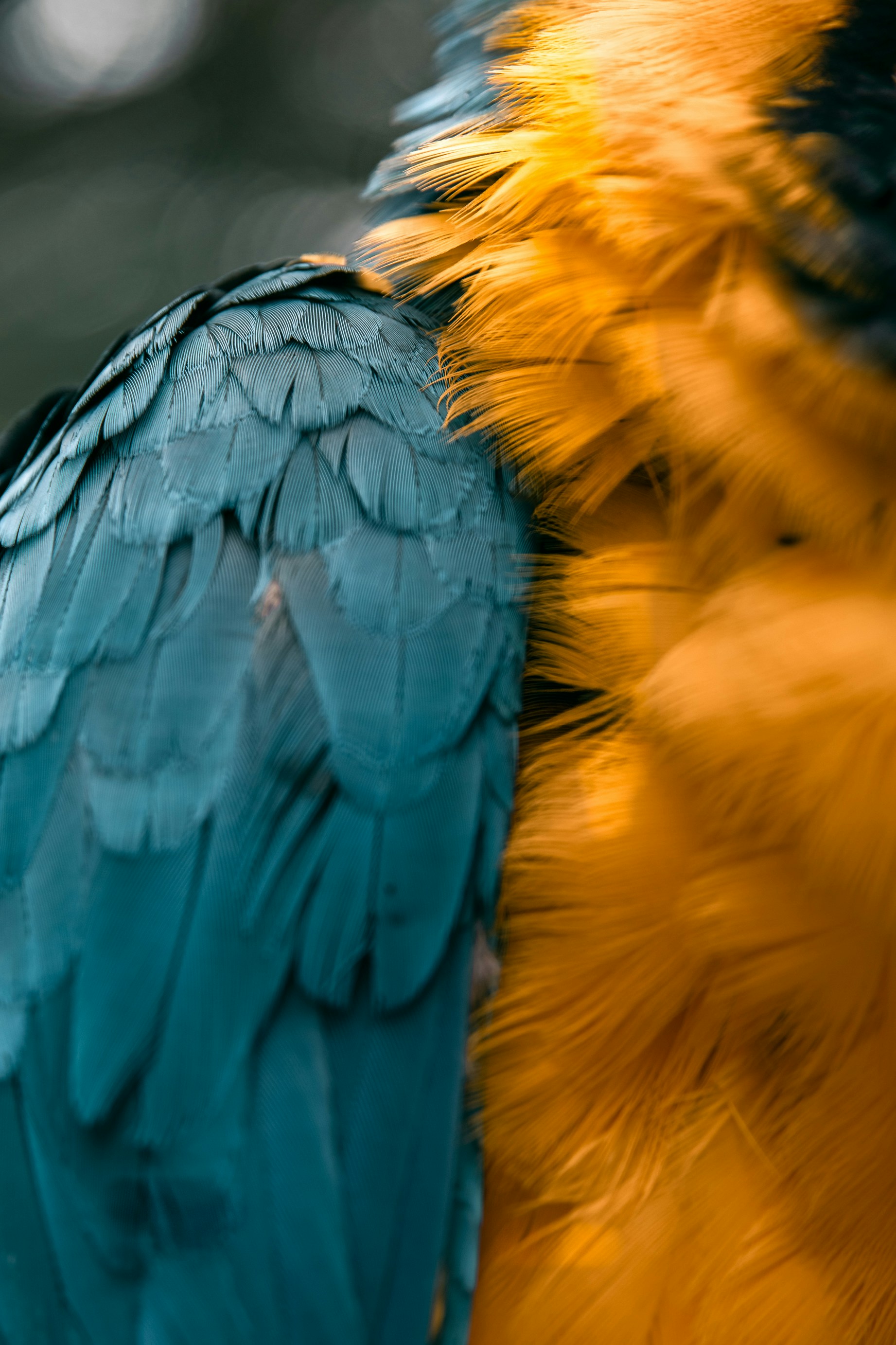 Close-up of a bird's vibrant feathers showcasing a blend of teal and golden hues. The intricate texture highlights the beauty of avian plumage.