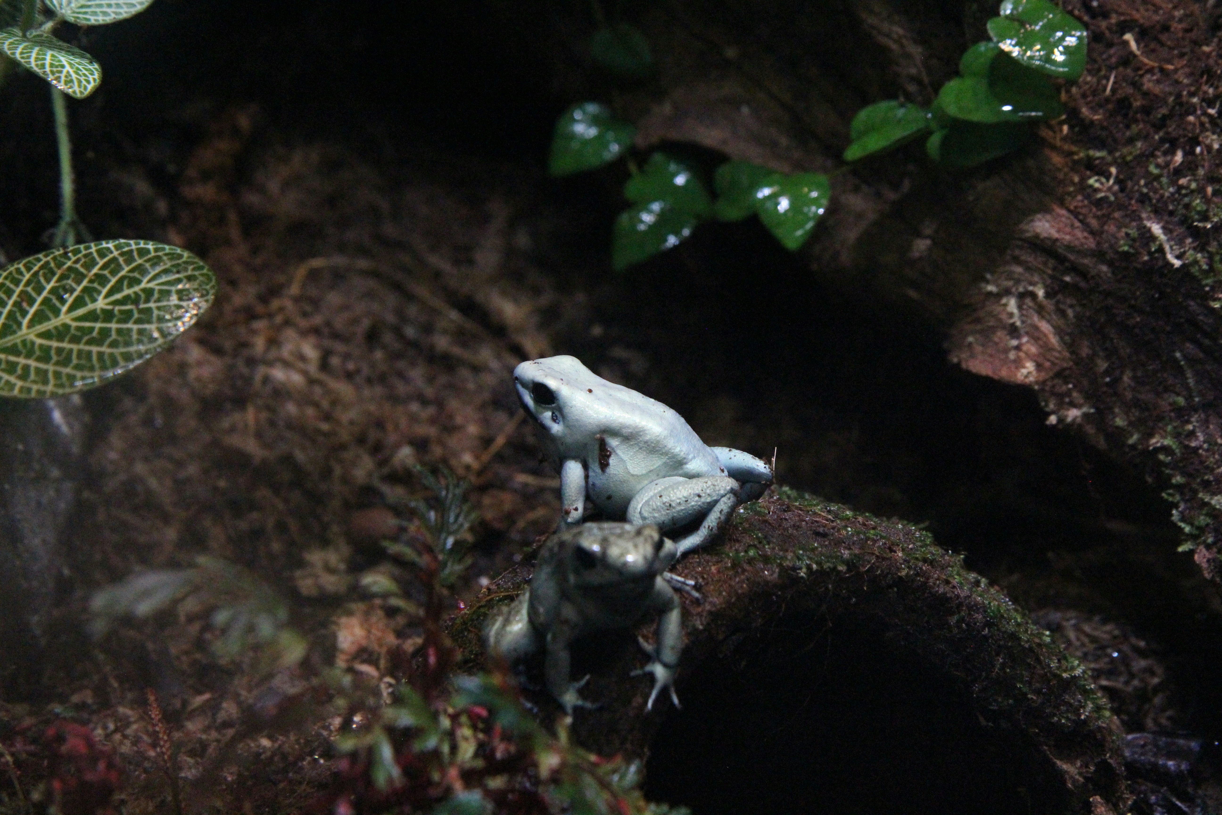 Two gray frogs on rock photo – Free Singapore zoo Image on Unsplash