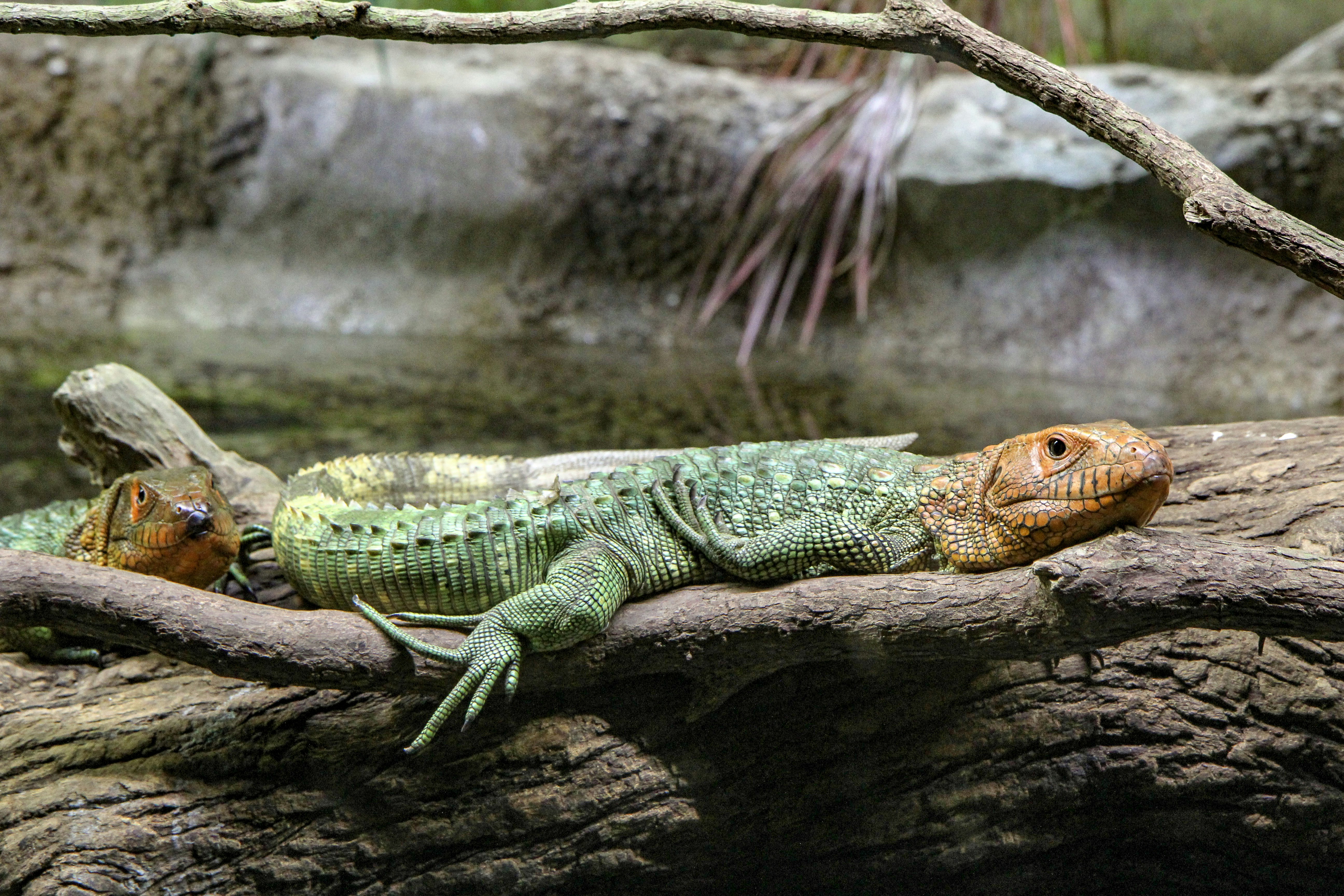 Reptile on log photo – Free Singapore zoo Image on Unsplash