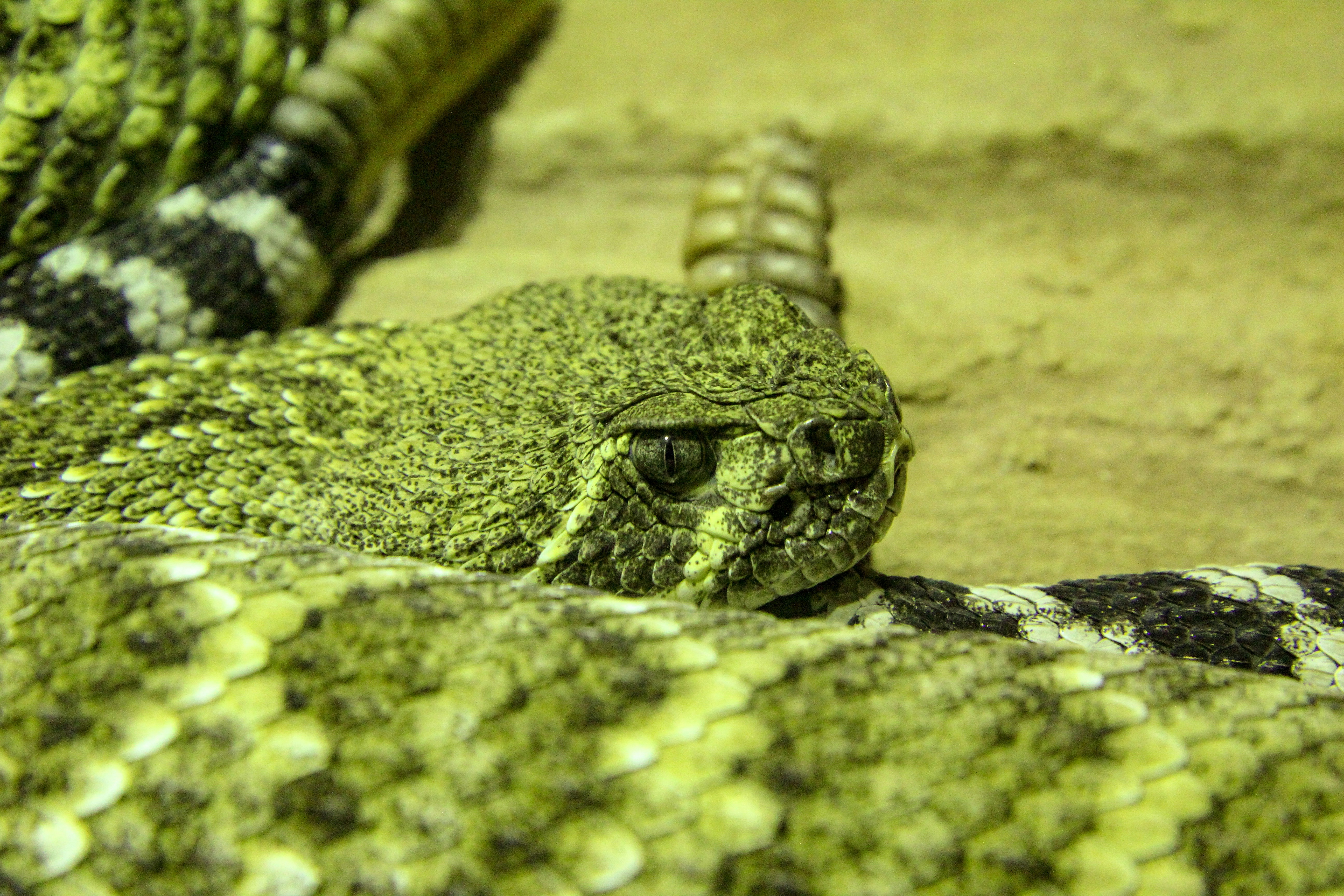 green and white viper