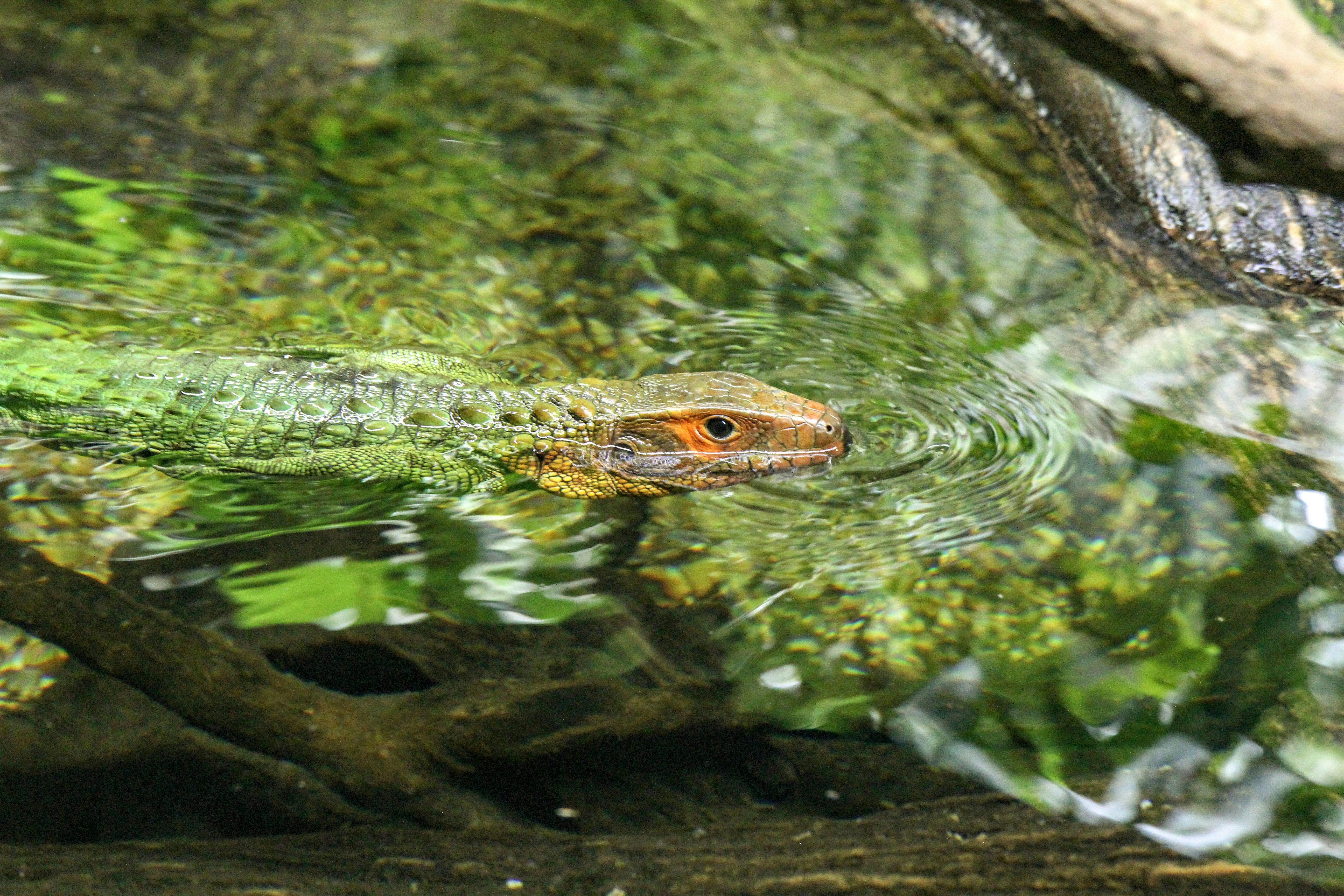 reptile in waterrigel