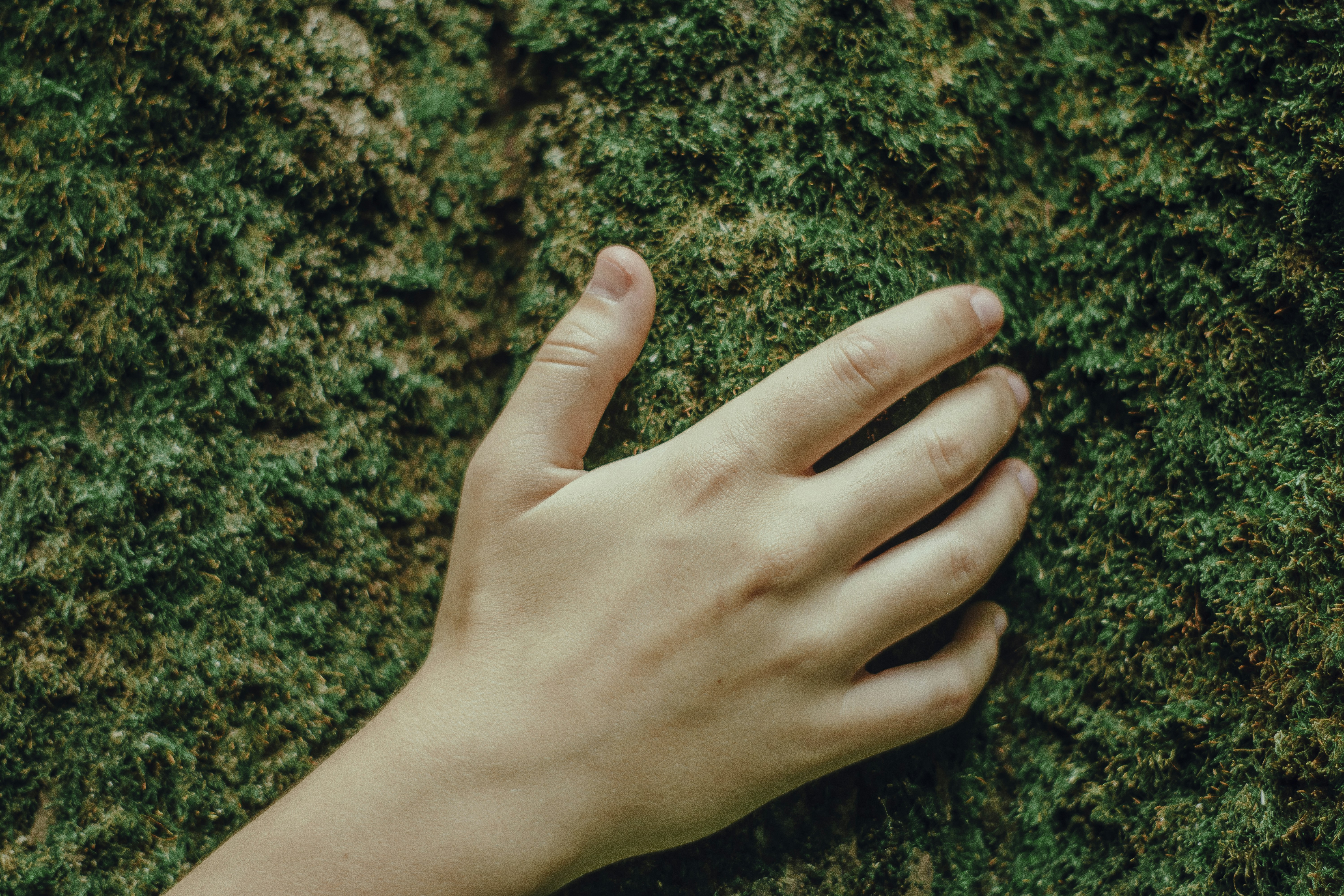 Right human hand on moss photo – Free Hand Image on Unsplash