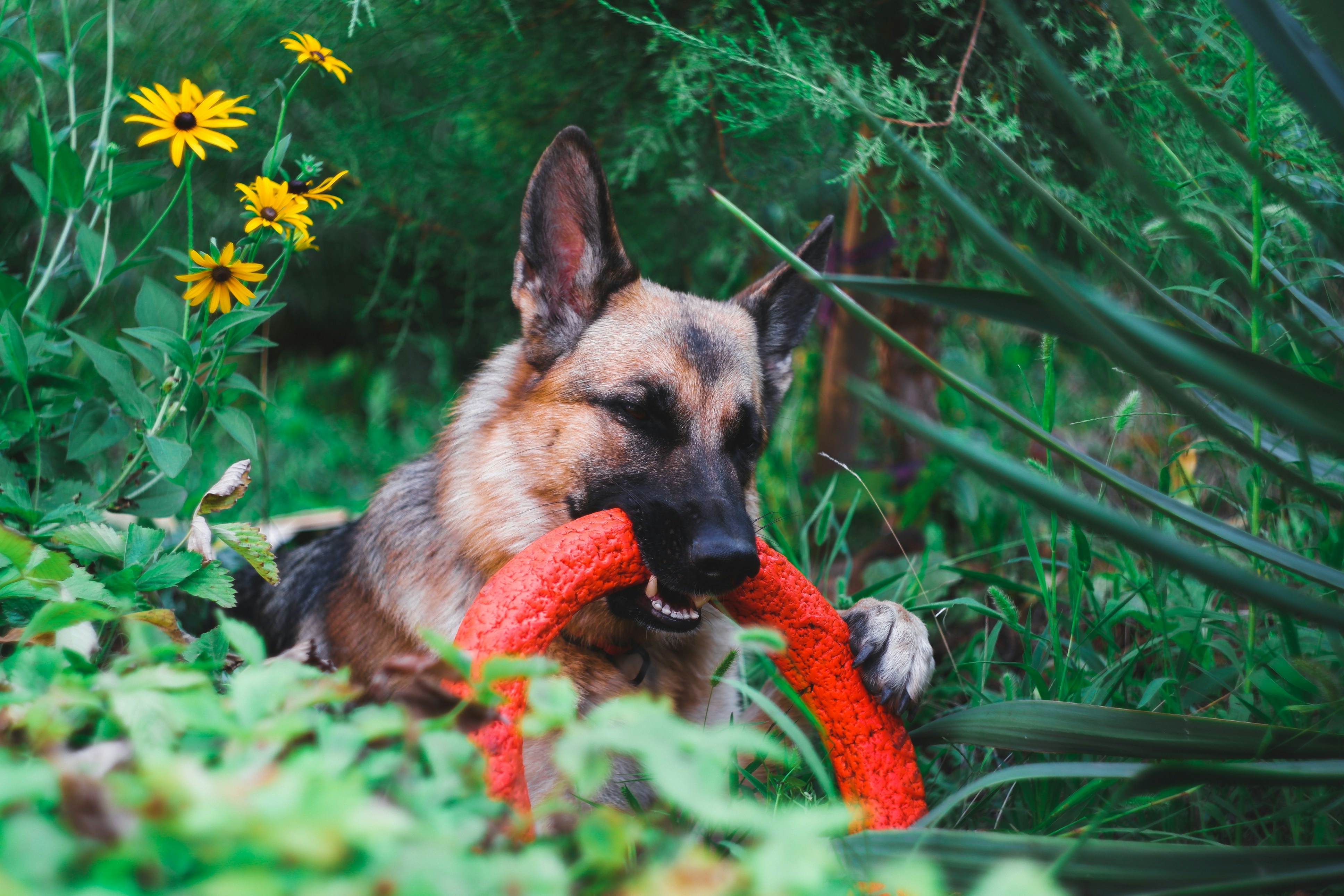 Tan German shepherd photo – Free Animal Image on Unsplash