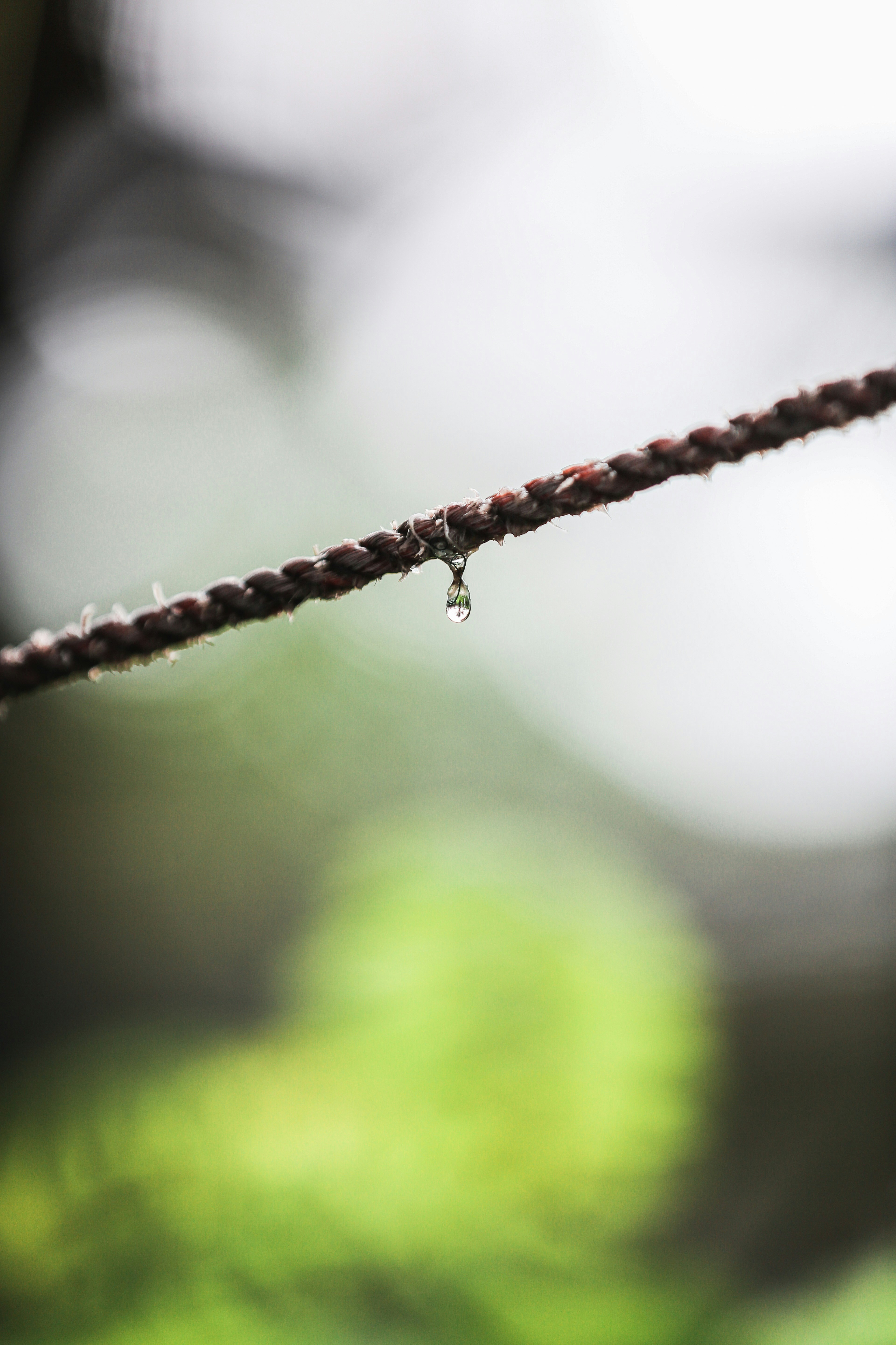 Teardrop on a Frayed Rope: A Macro Moment of Tension and Light