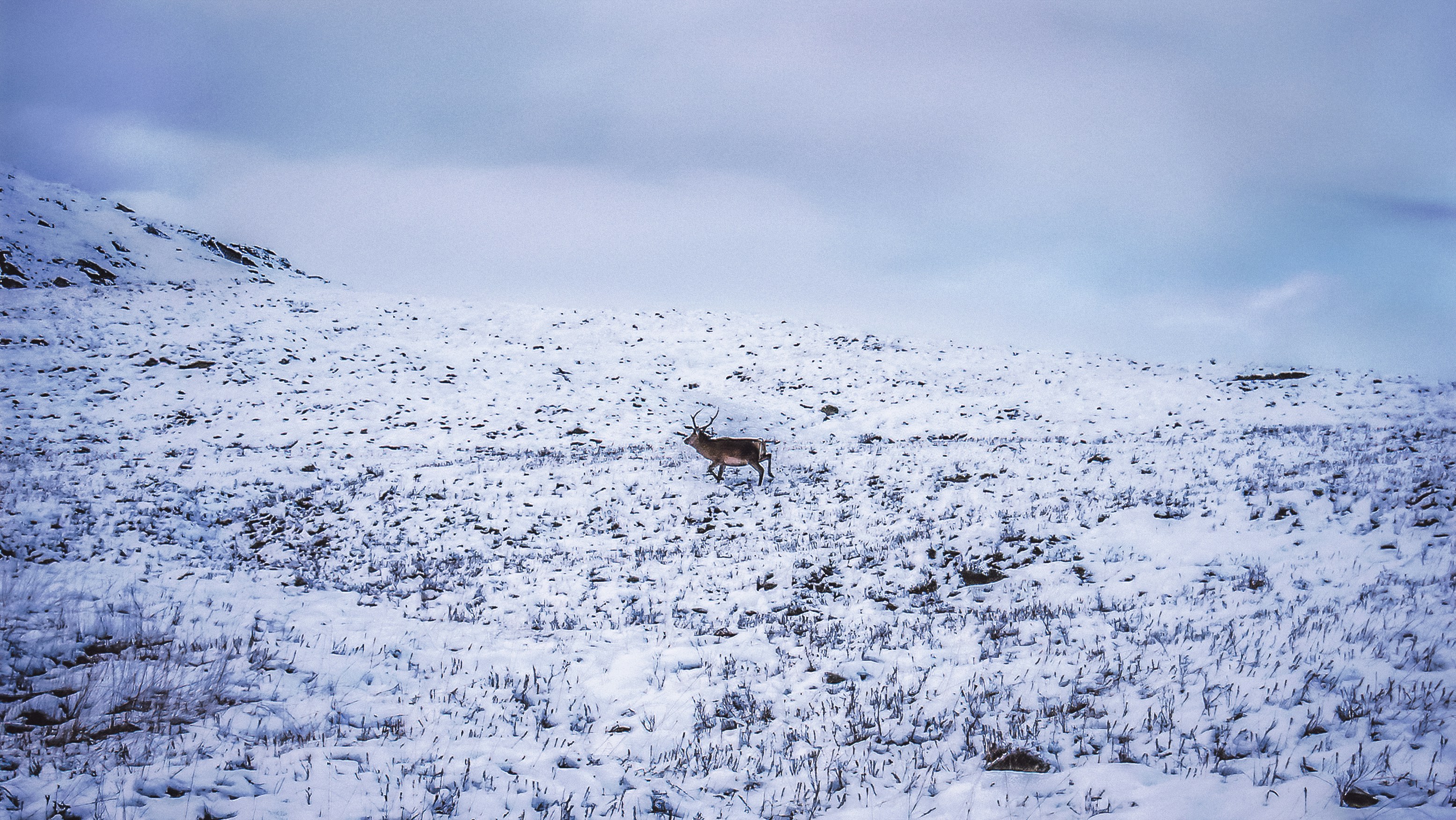 Cerf Élaphe Trottinant Dans La Neige Photos | Télécharger des images ...