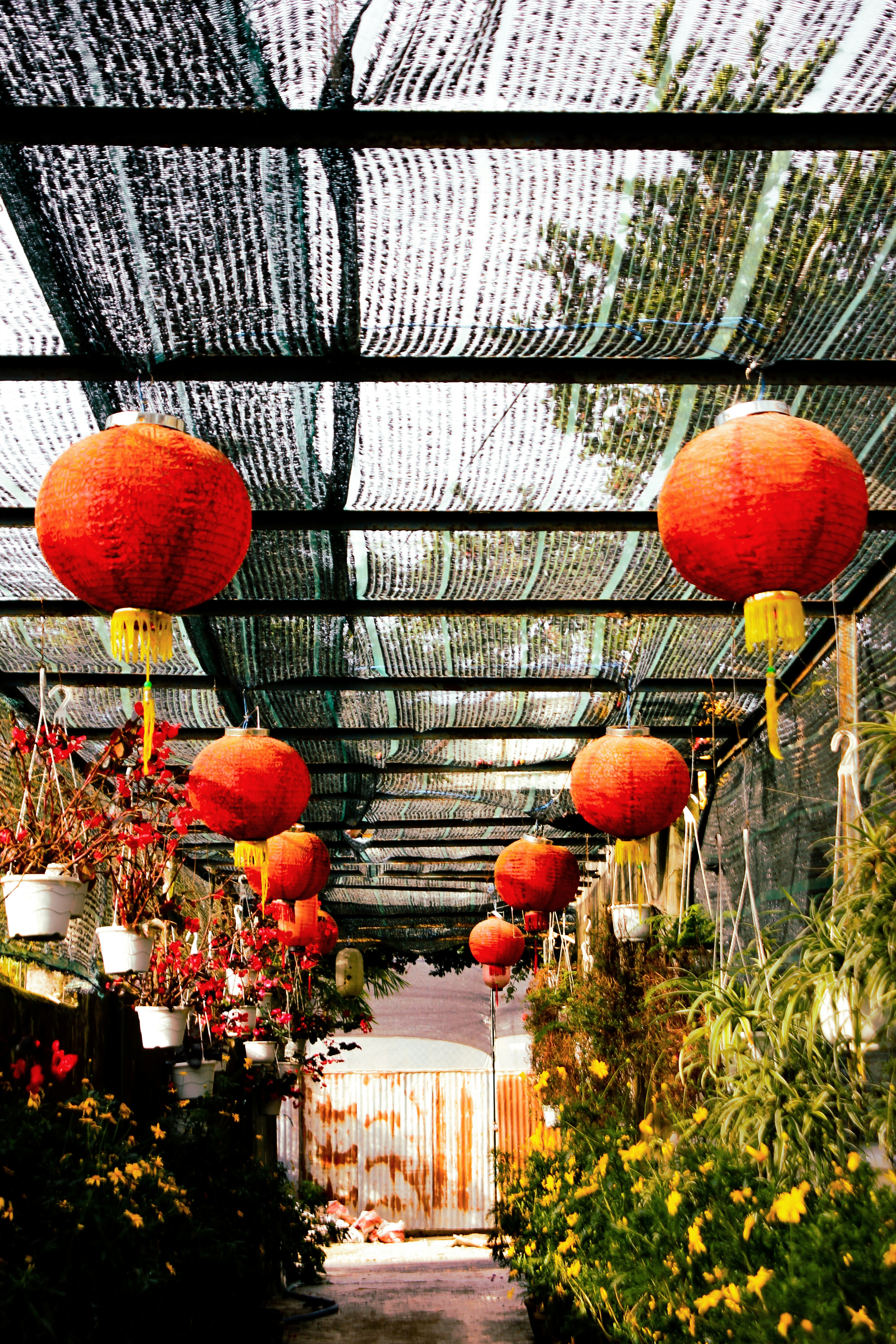 Crimson Lanterns Orbit a Greenhouse Aisle