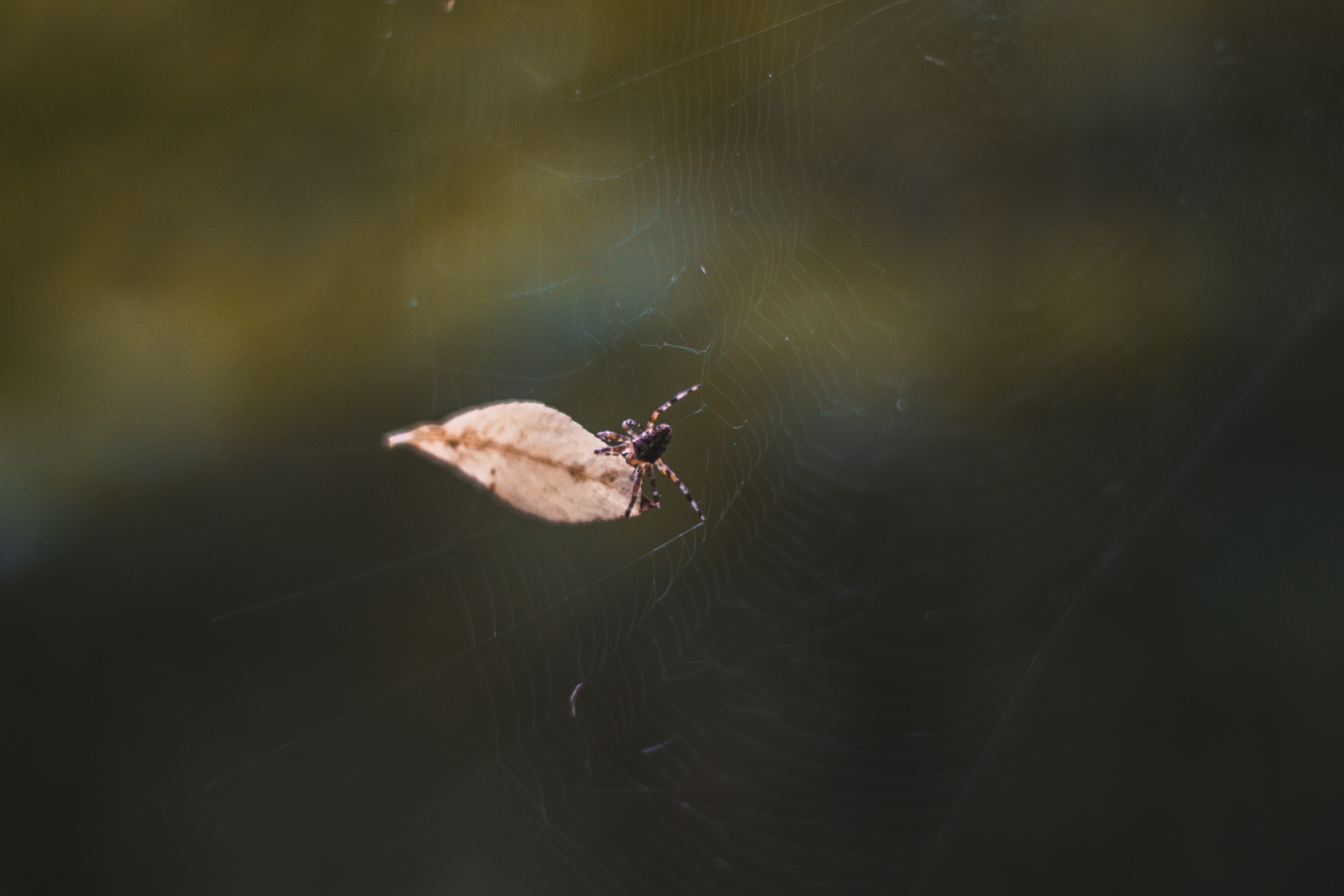 Autumn Leaf Adrift on a Silken Web at Dusk