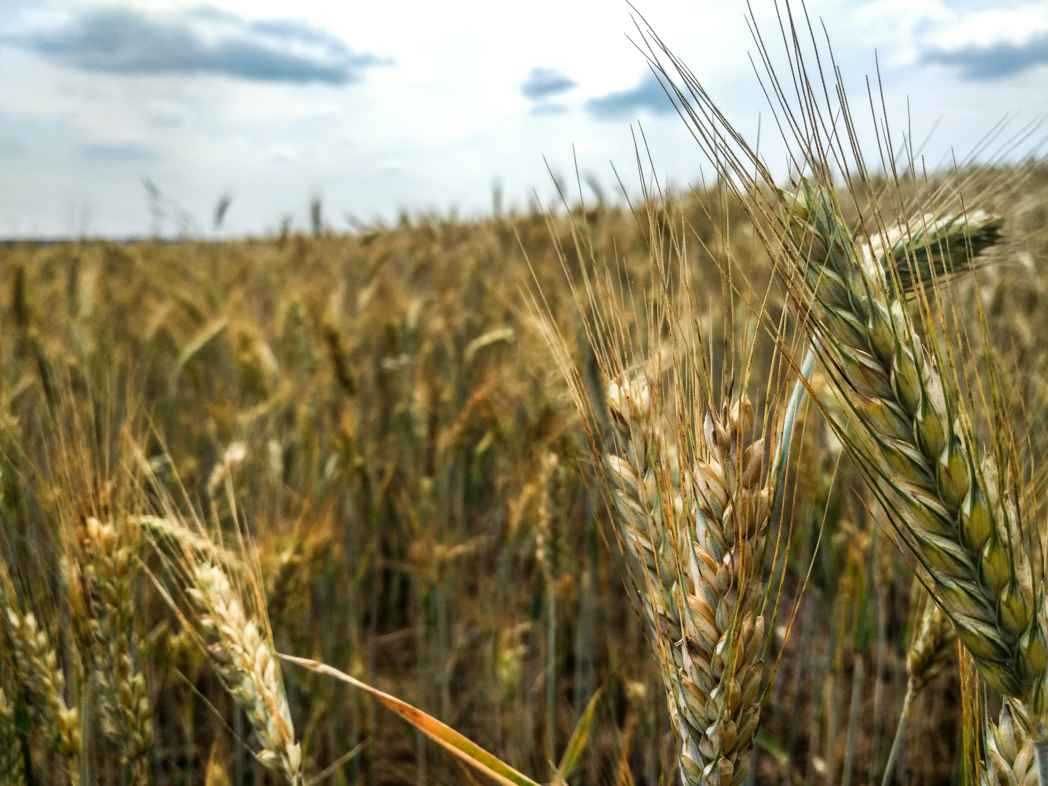 Brown rice field photo – Free Belarus Image on Unsplash