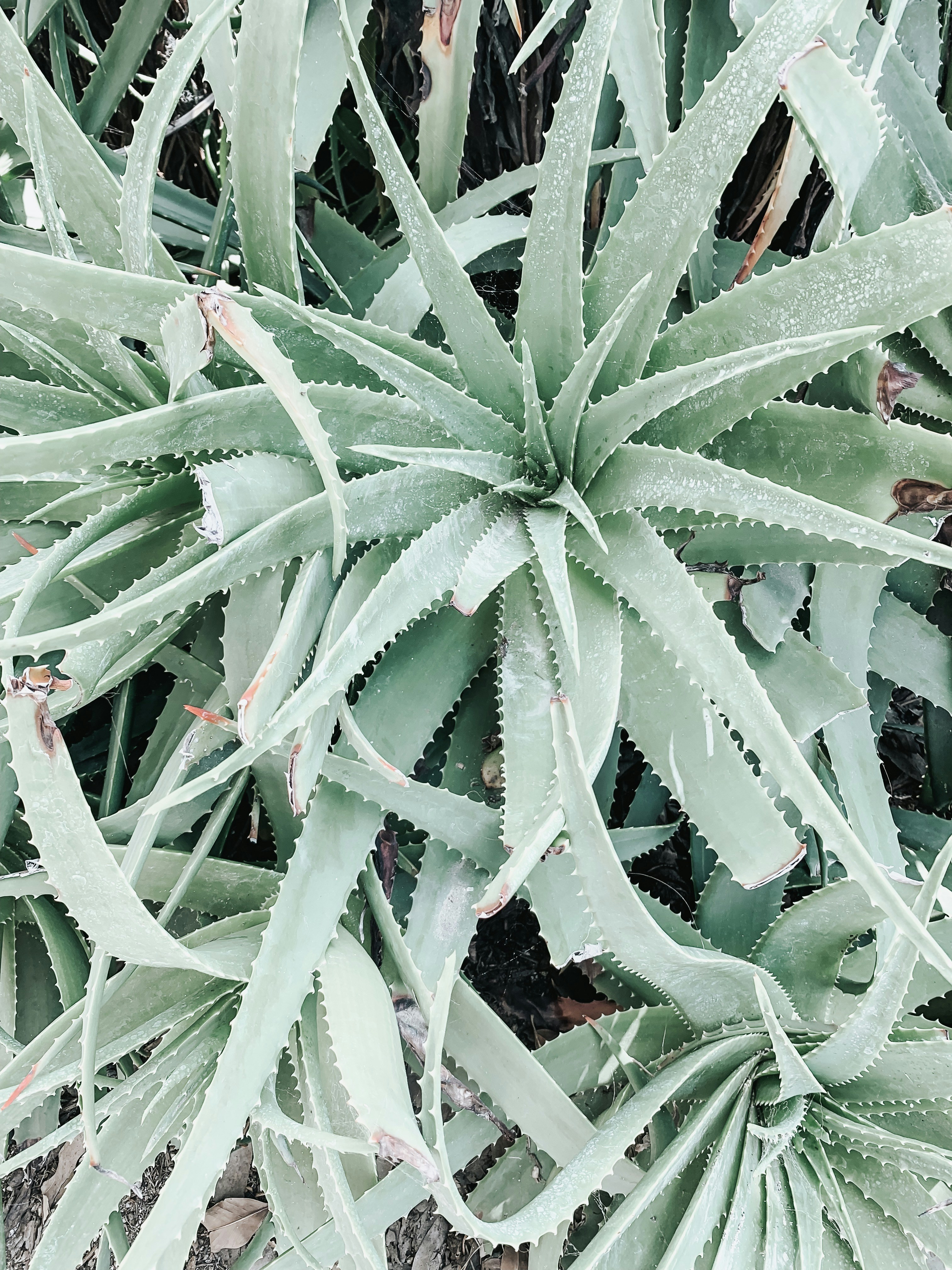 Close-up view of lush aloe vera plants showcasing their intricate leaf structures and textures. The green foliage creates a harmonious visual rhythm.