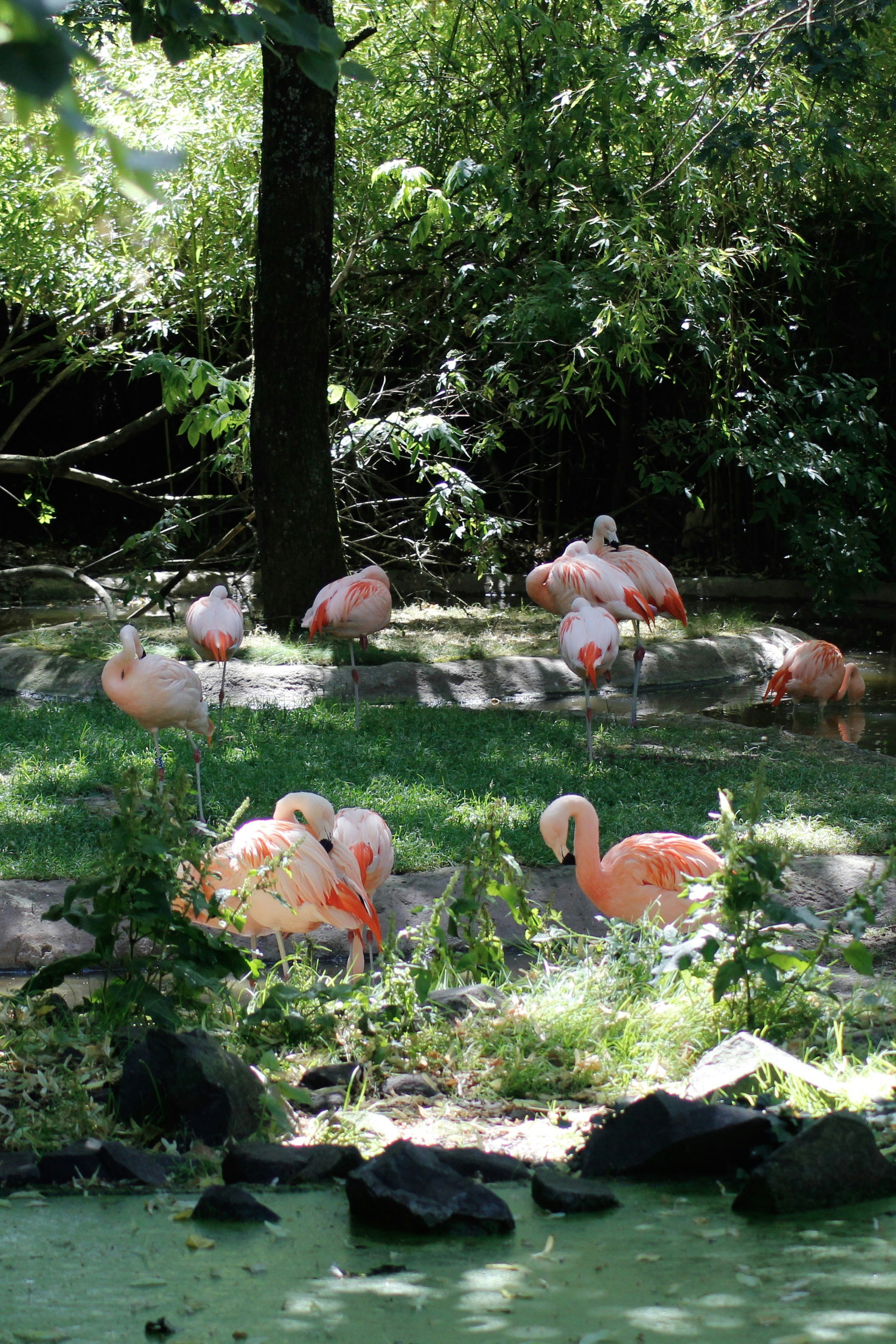 Group of flamingos resting on lush green grass near a tranquil water source, surrounded by vibrant foliage. 