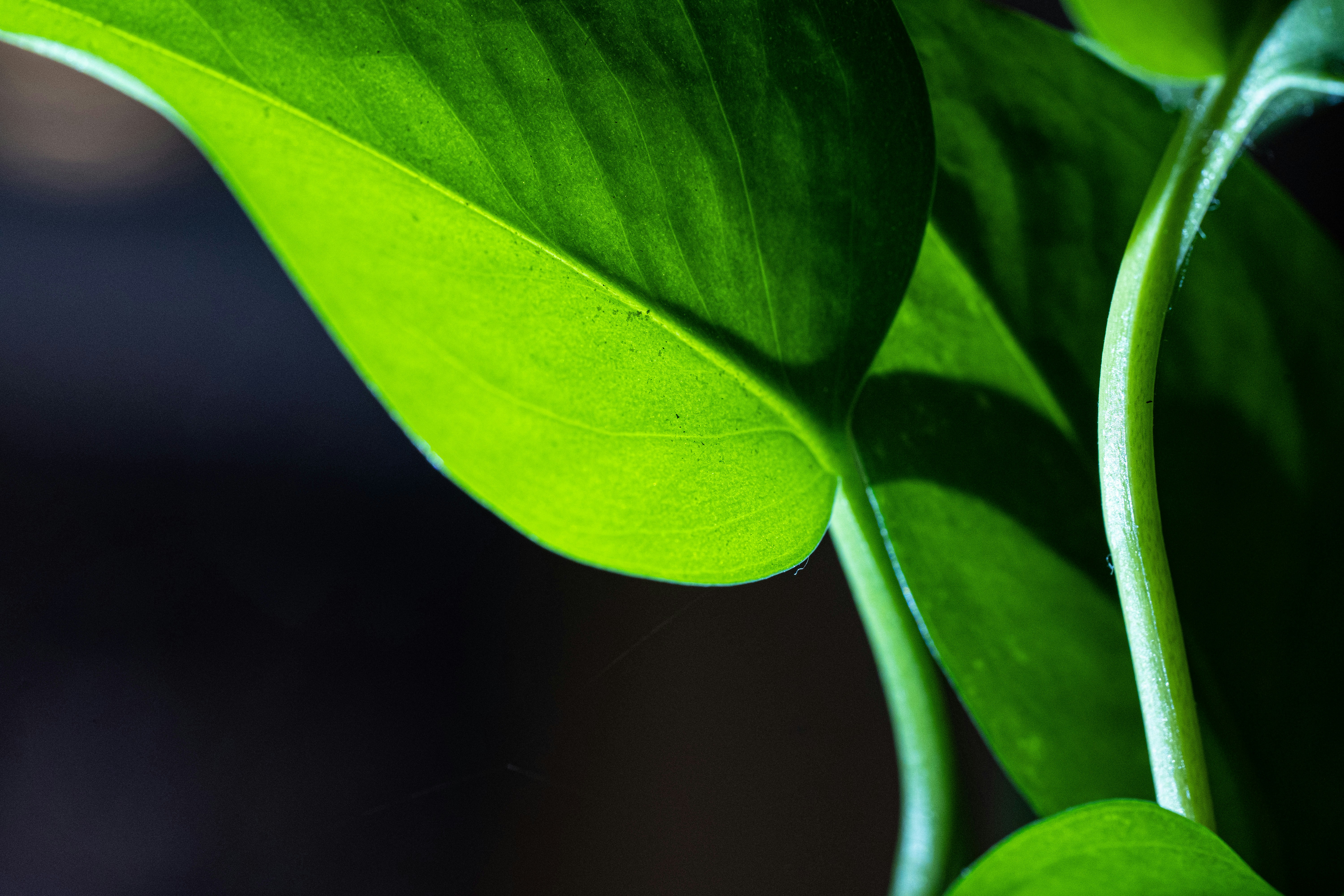 Close-up of vibrant green leaves illuminated by soft light, showcasing their texture and intricate details.