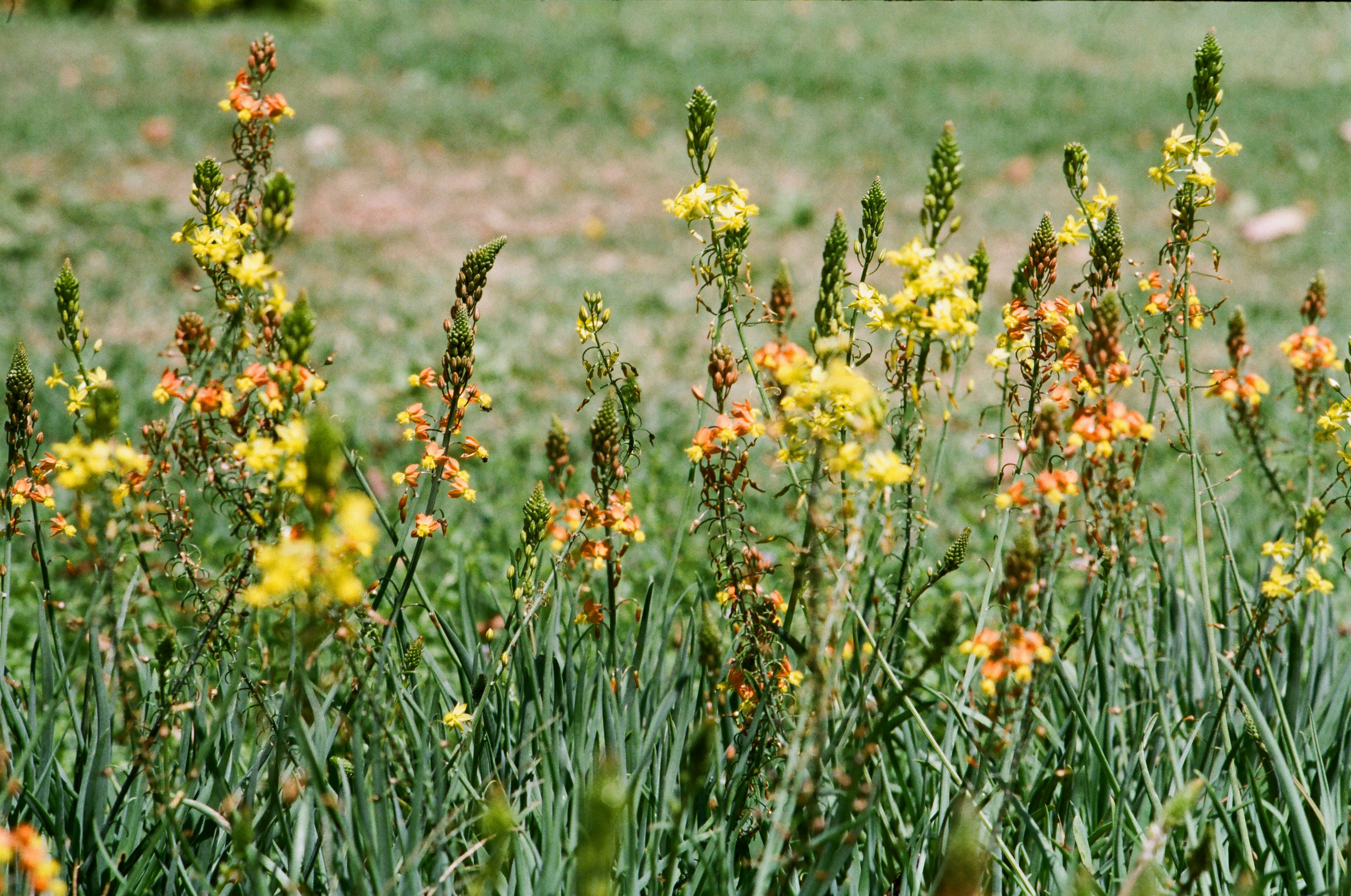 Yellow and orange wildflowers standing tall against a soft green meadow background.