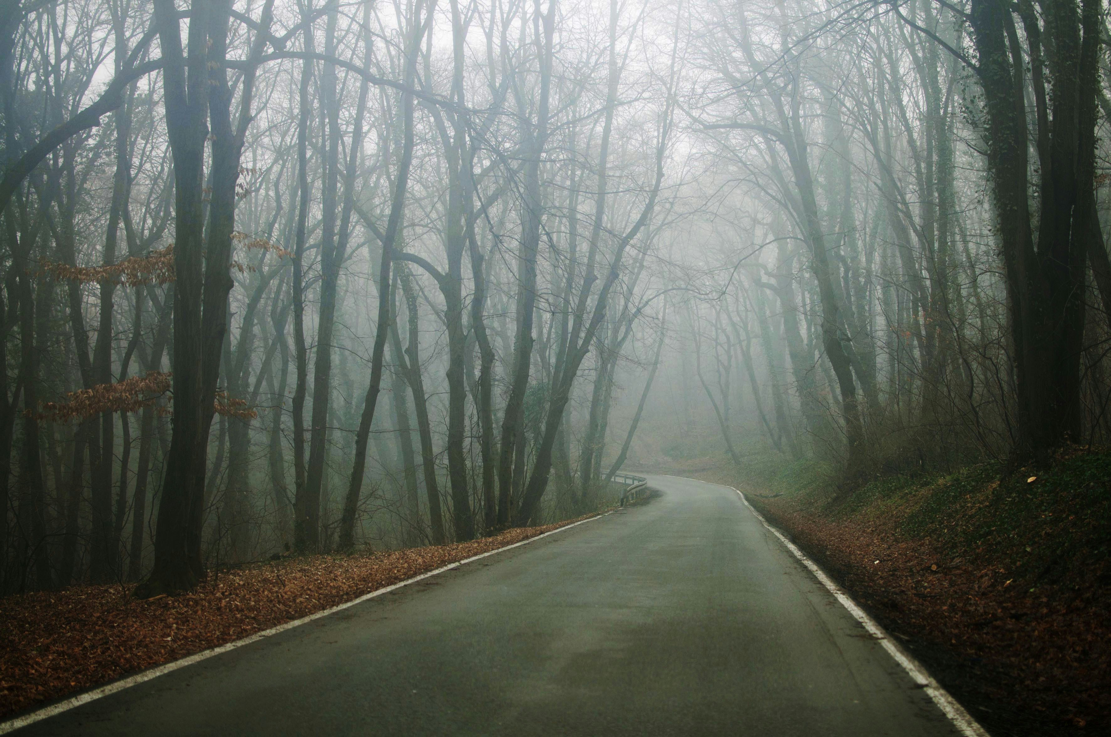 Fog Road Pictures | Download Free Images on Unsplash