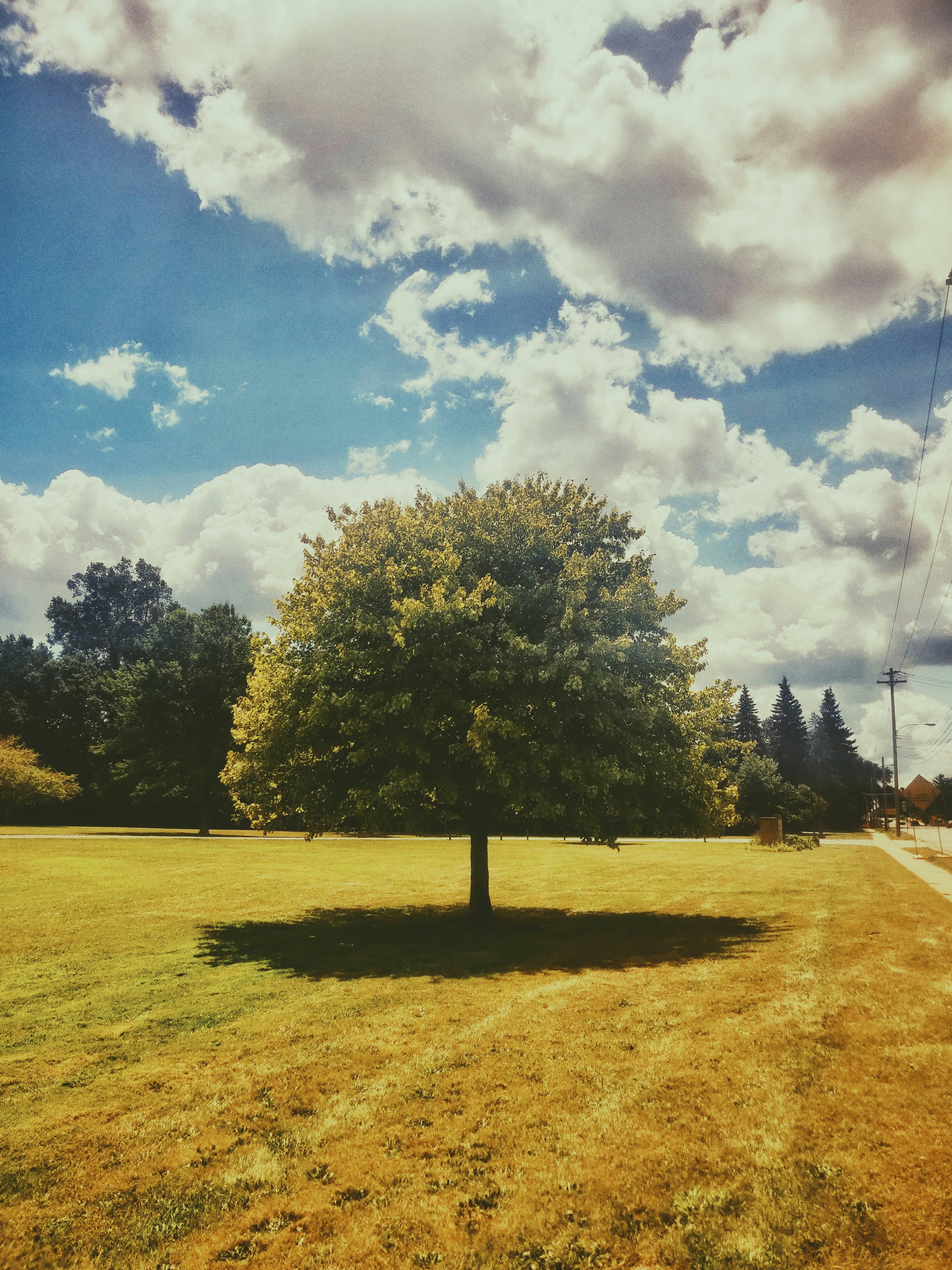 A vibrant maple tree stands alone in a sunlit park, surrounded by lush greenery and a dramatic sky filled with fluffy clouds.