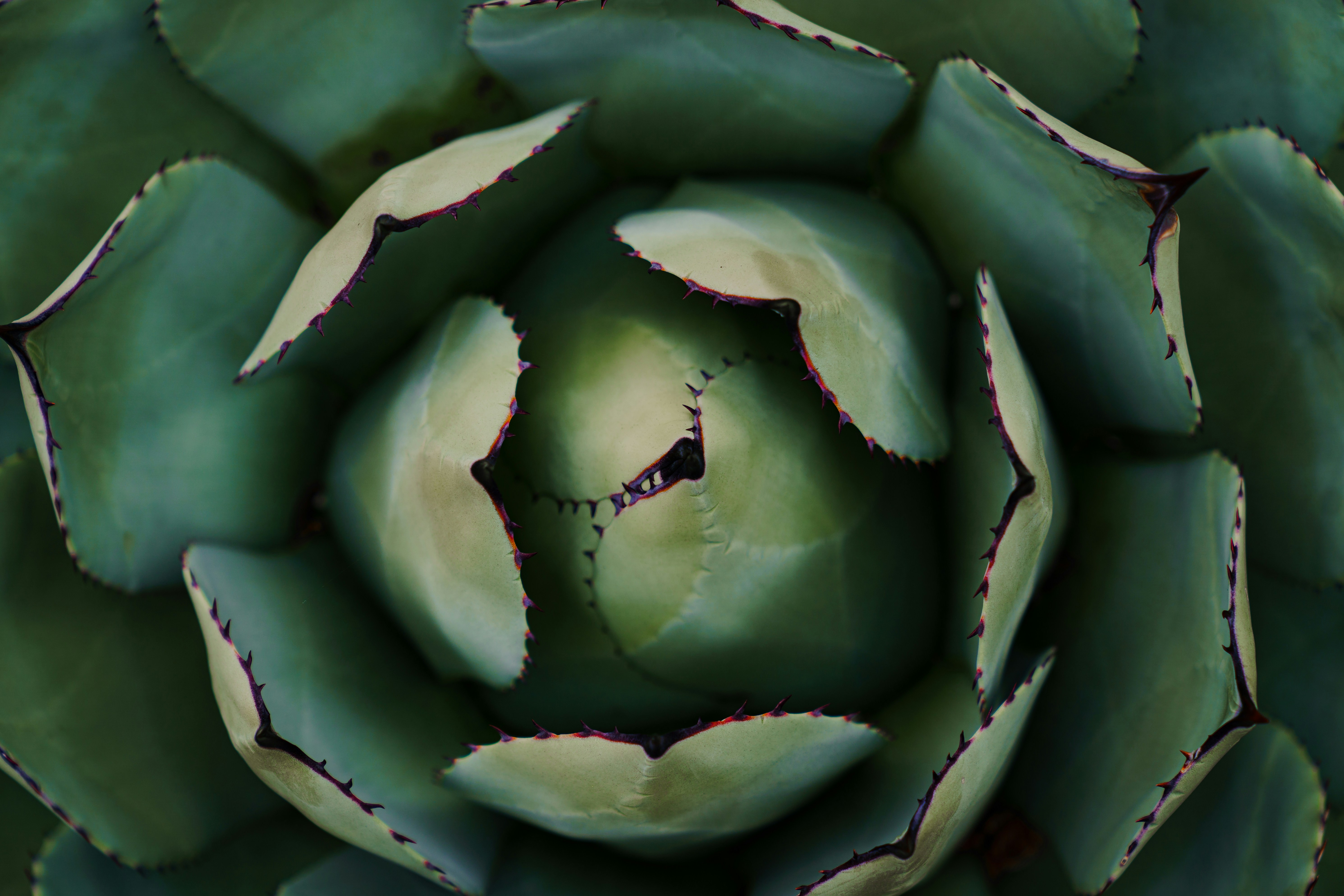 Planta verde foto – Imagen de Parque de la Reina Isabel gratuita en ...
