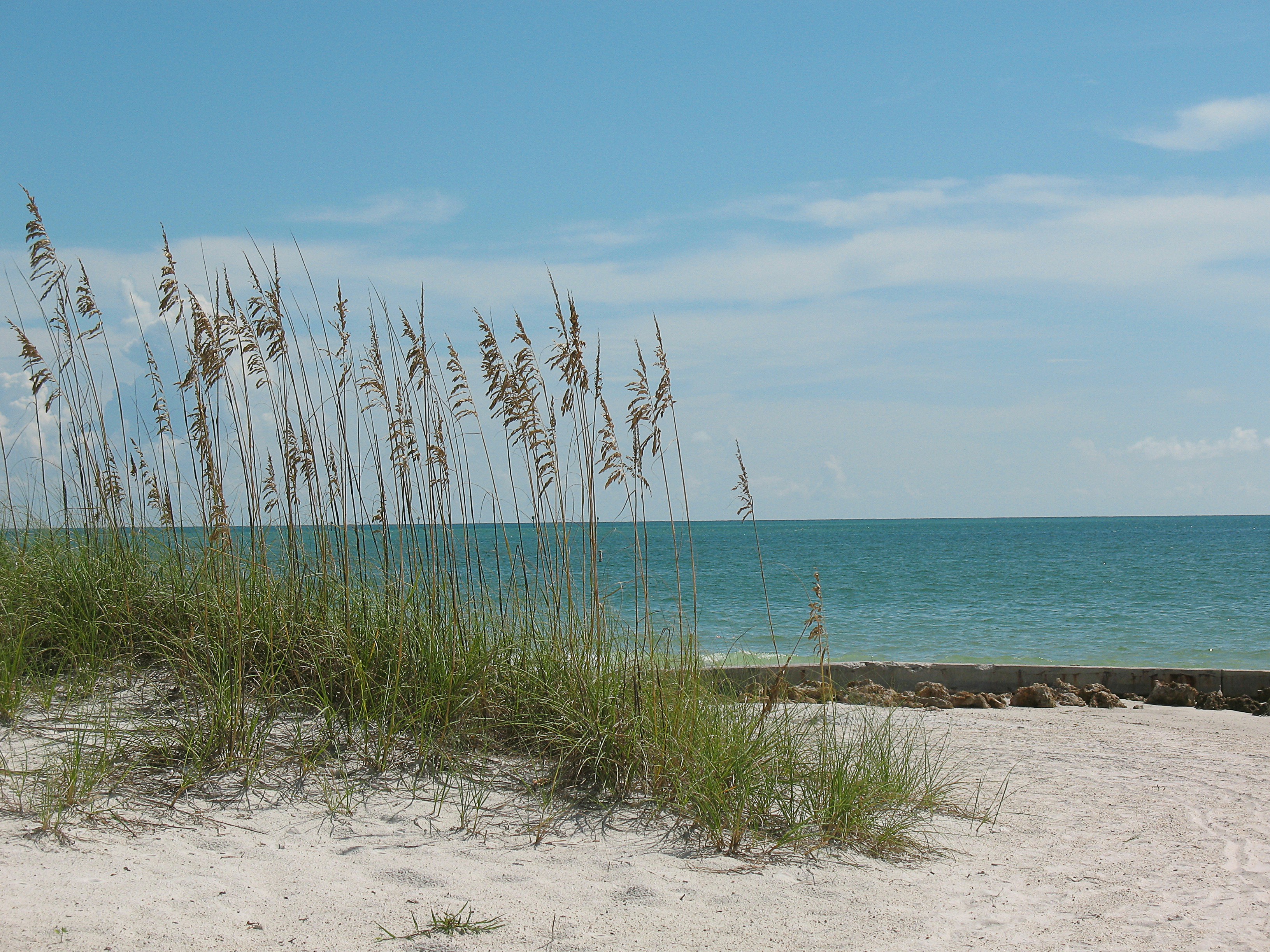 Sea oats swaying gently in the breeze against a backdrop of tranquil turquoise waters and a sandy beach.