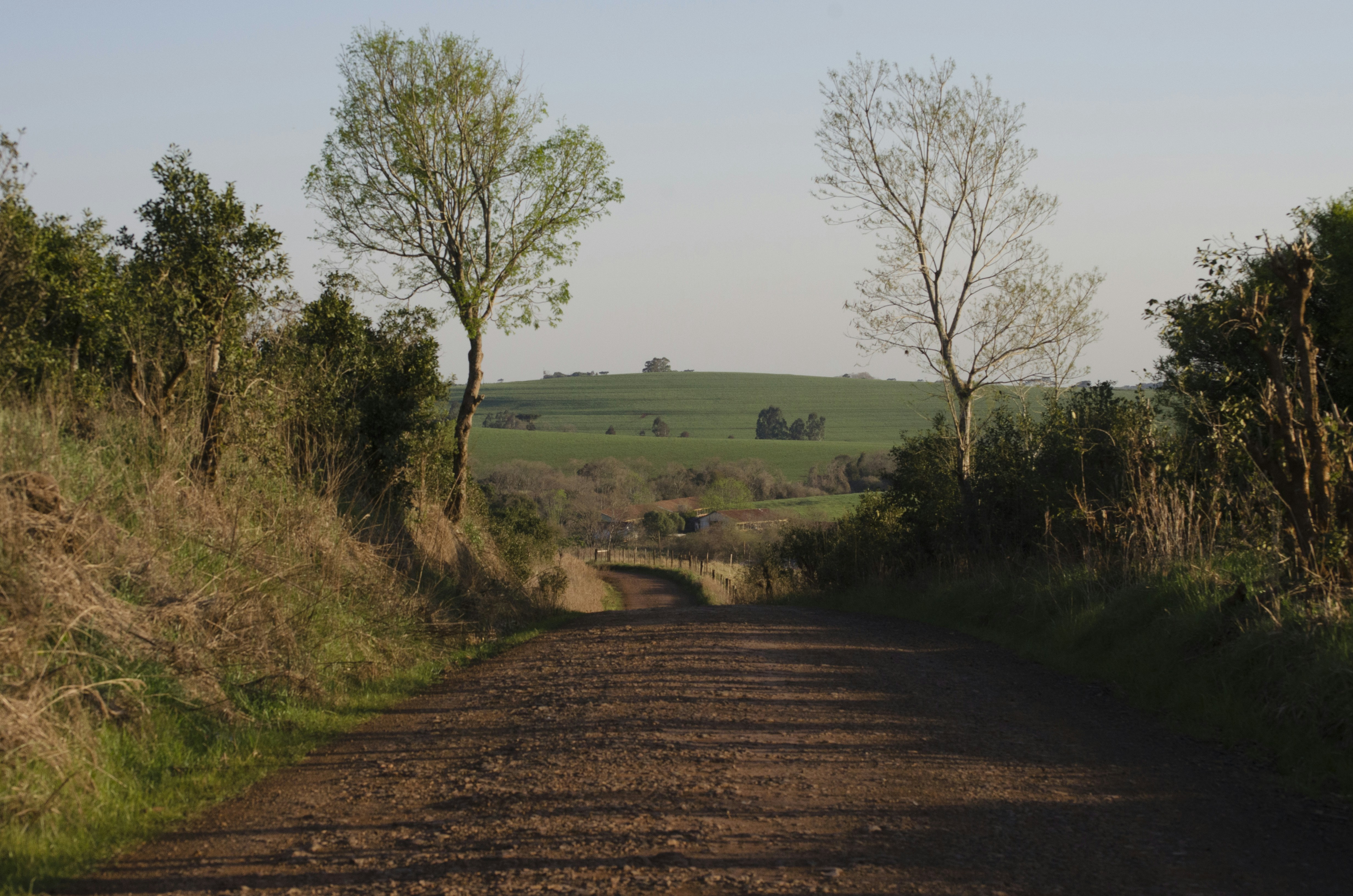 Gravel road meandering through lush greenery, flanked by young trees, leading to distant hills under a clear sky.