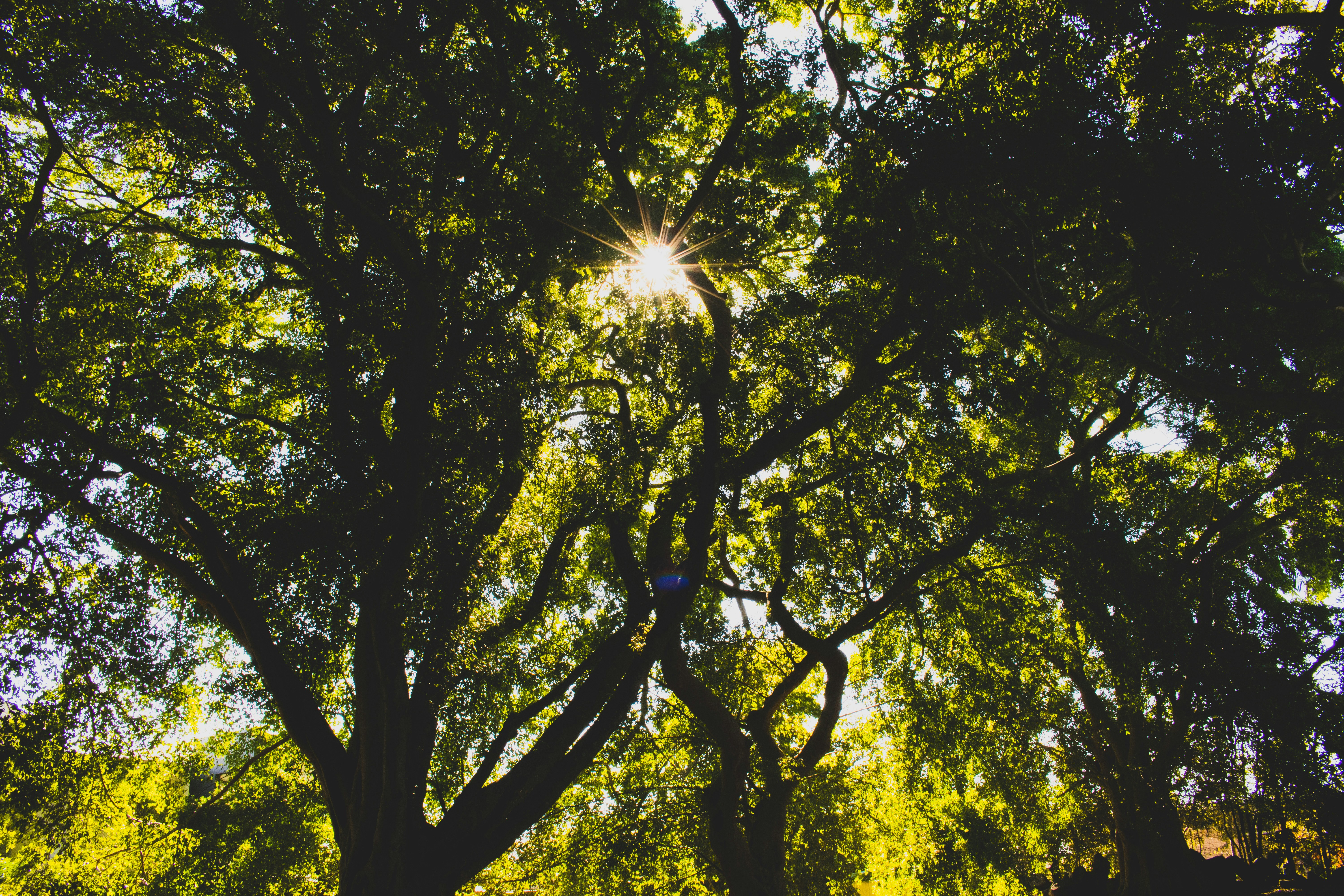 Green trees during daytime photo – Free Wirreanda park Image on Unsplash