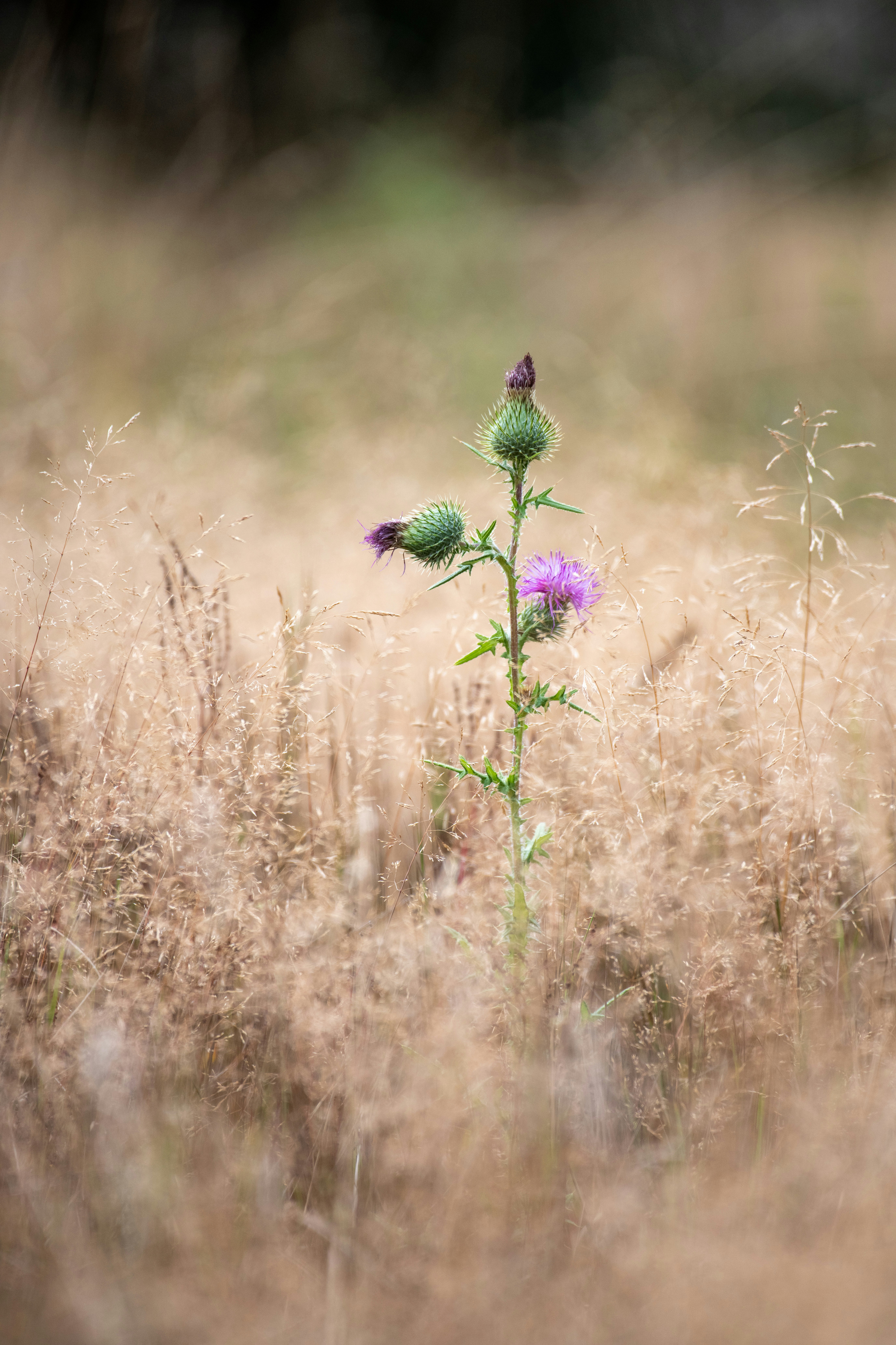 Purple thistle standing tall amidst a field of dry, golden grasses.