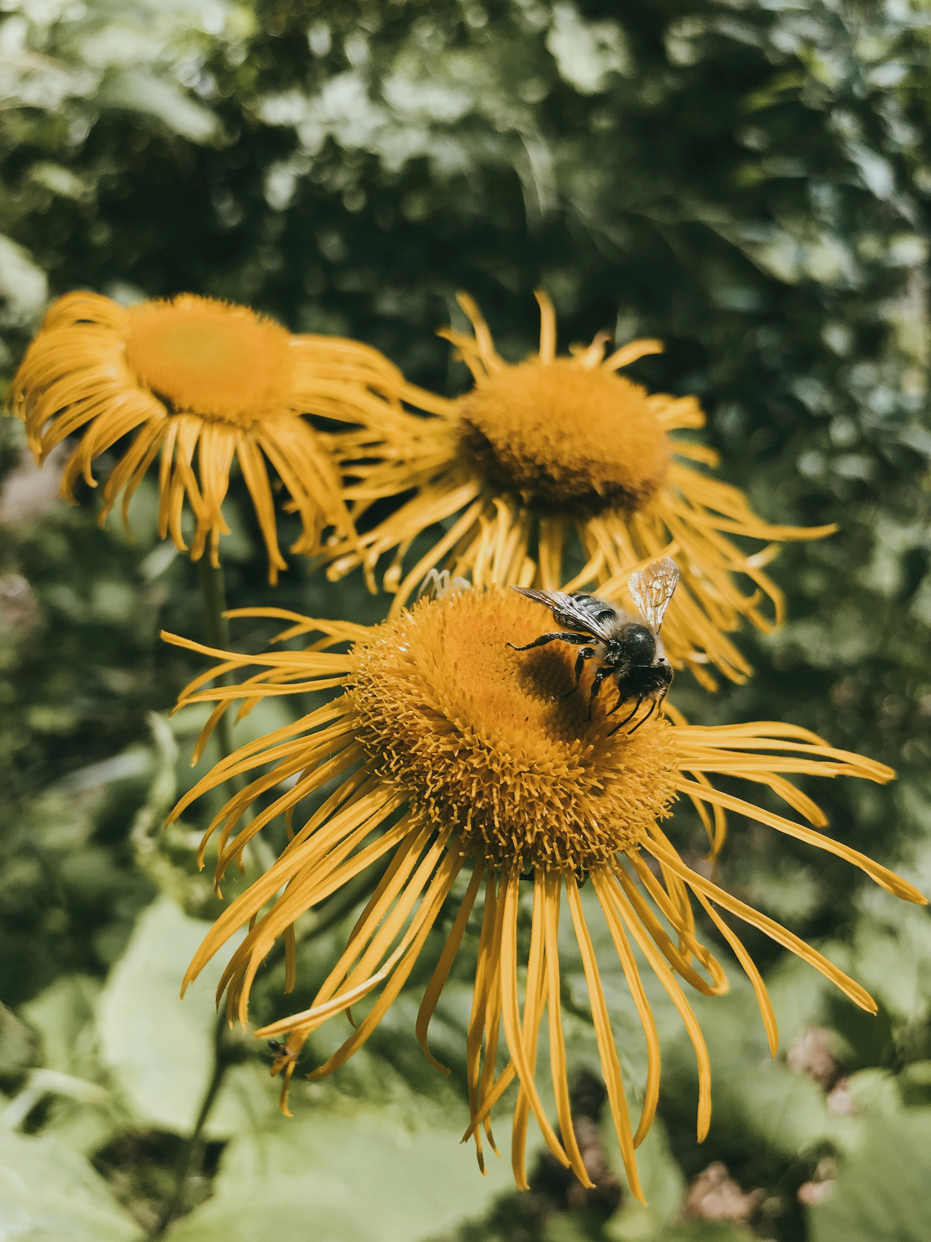 Amber Bloom and the Busy Bee: A Macro Moment on Golden Coneflowers