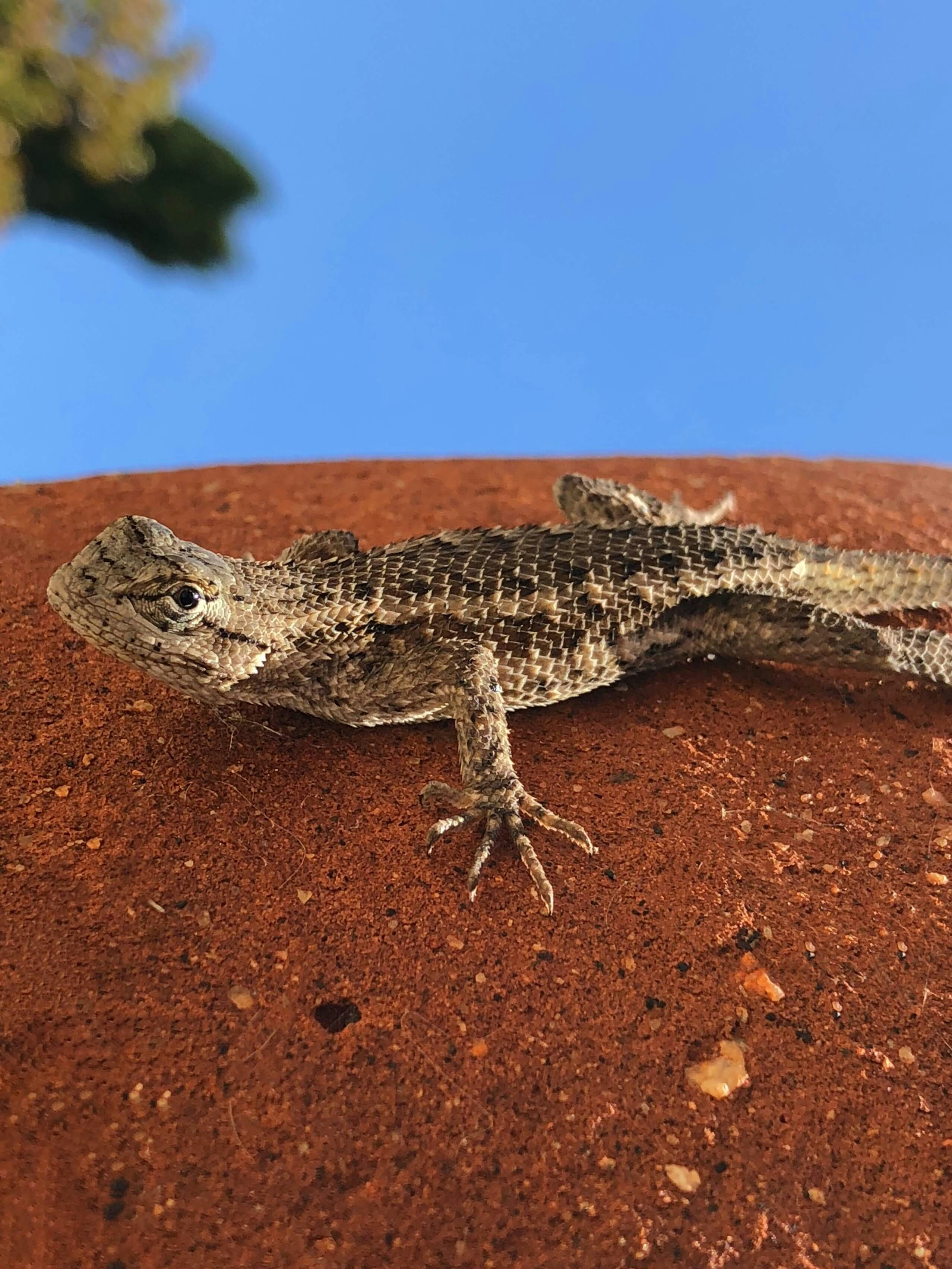 Desert Sentinel: A Lizard on Sun-Burnished Red Rock
