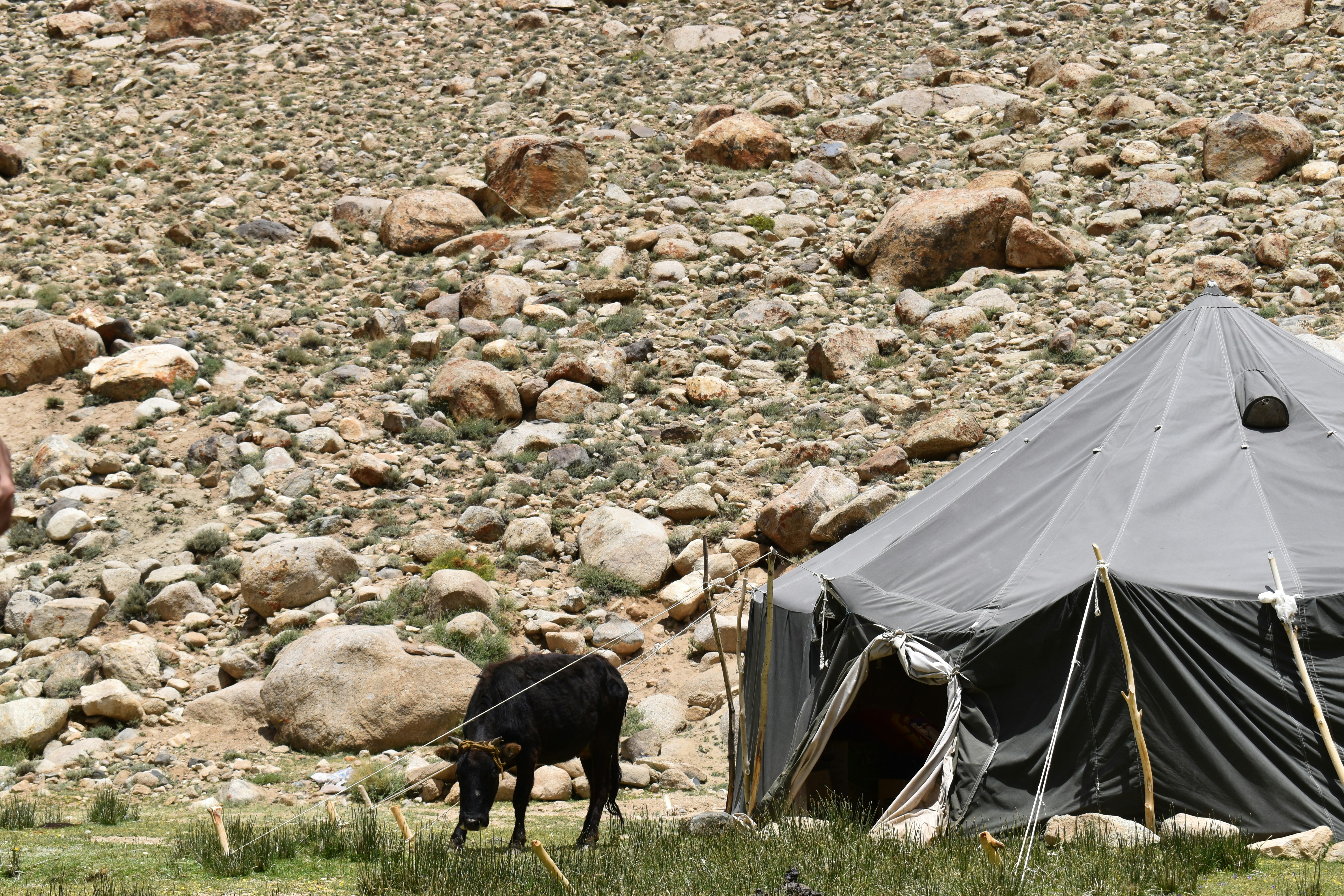 Rugged Camp by the Hillside: A Grazing Horse Beside a Tented Outpost