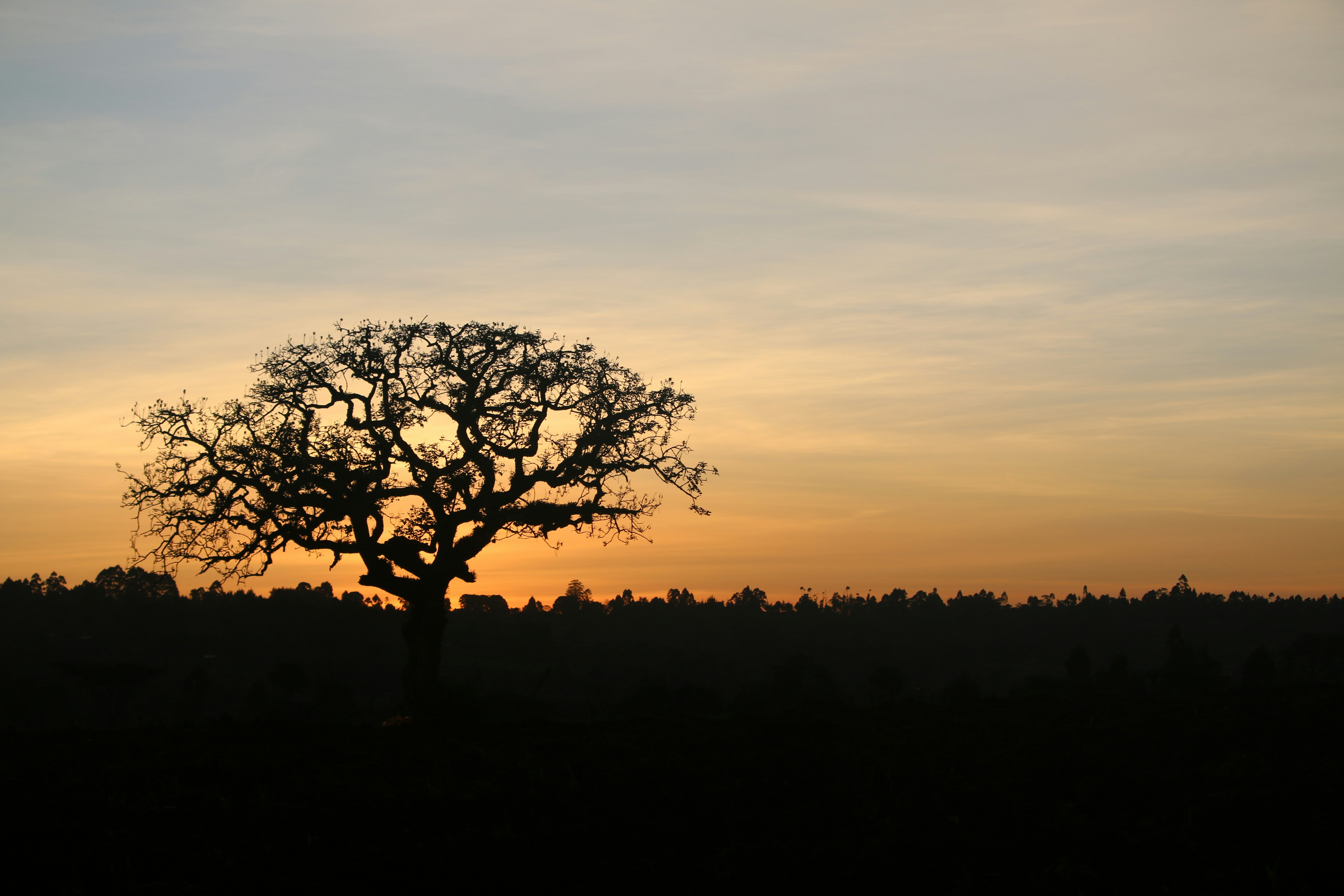 Leafless tree silhouetted against a vibrant sunset sky.