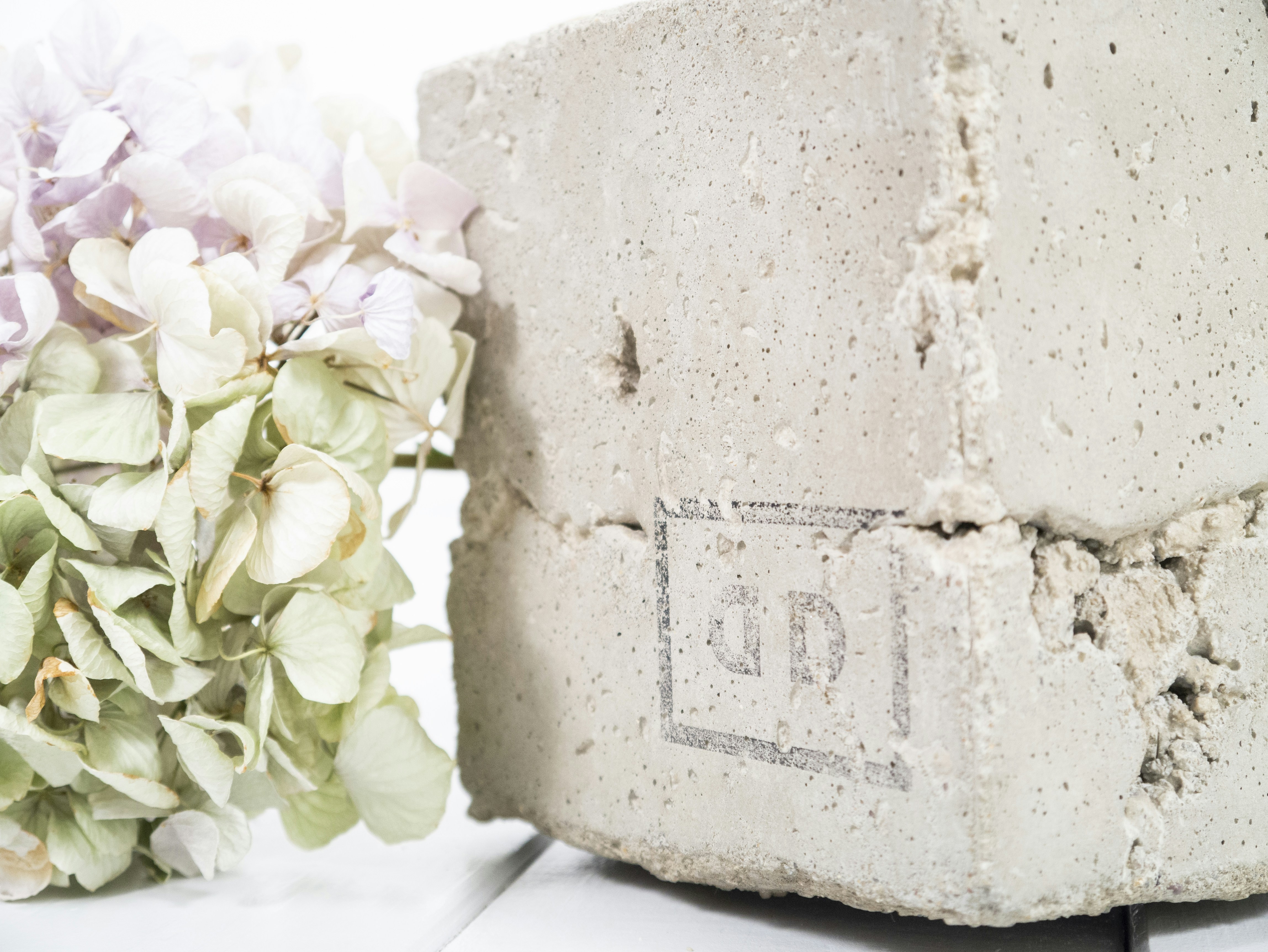 Soft Hydrangea and Concrete Block: Gentle Contrast in Morning Light