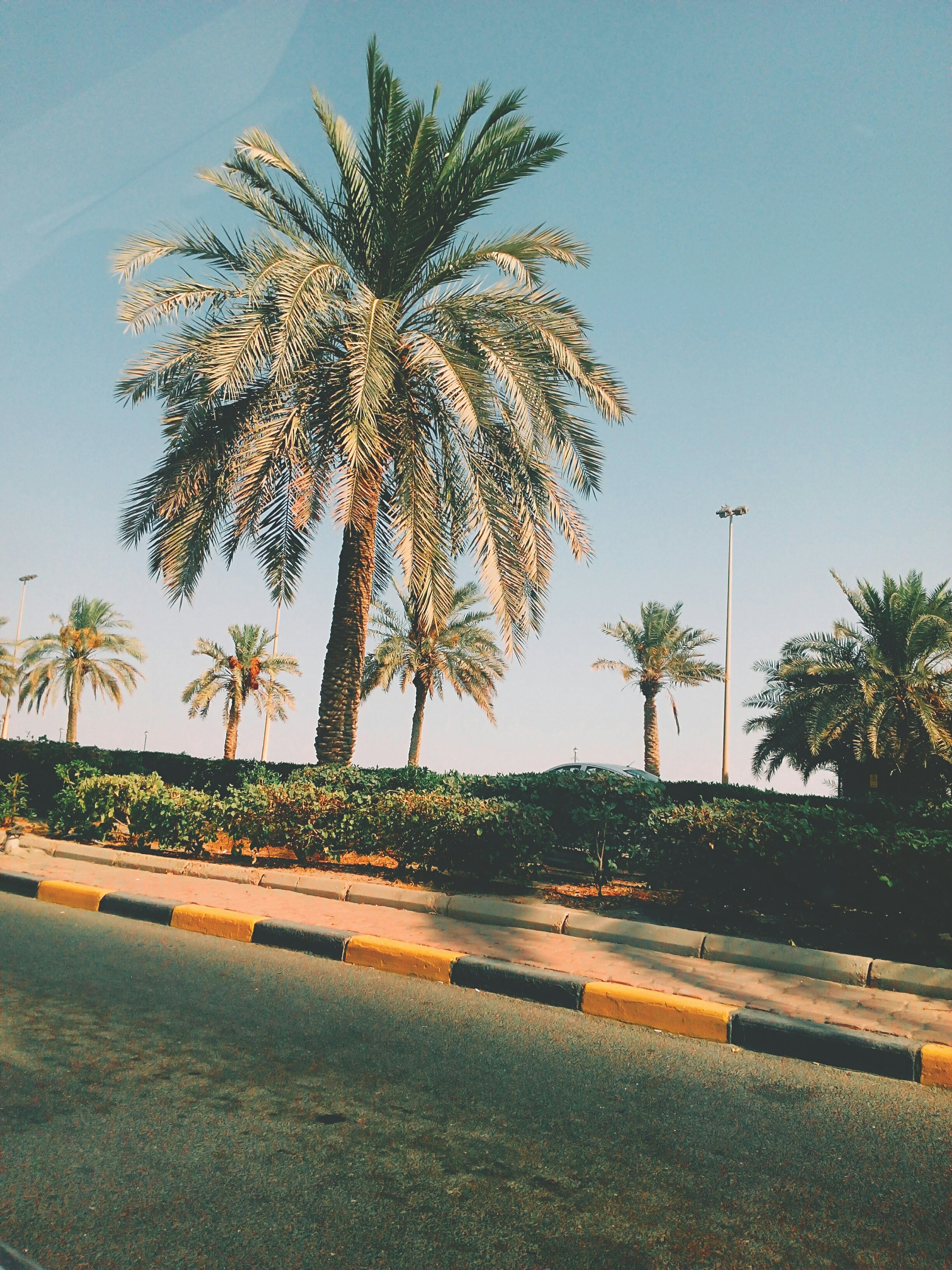 a palm tree on the side of a road