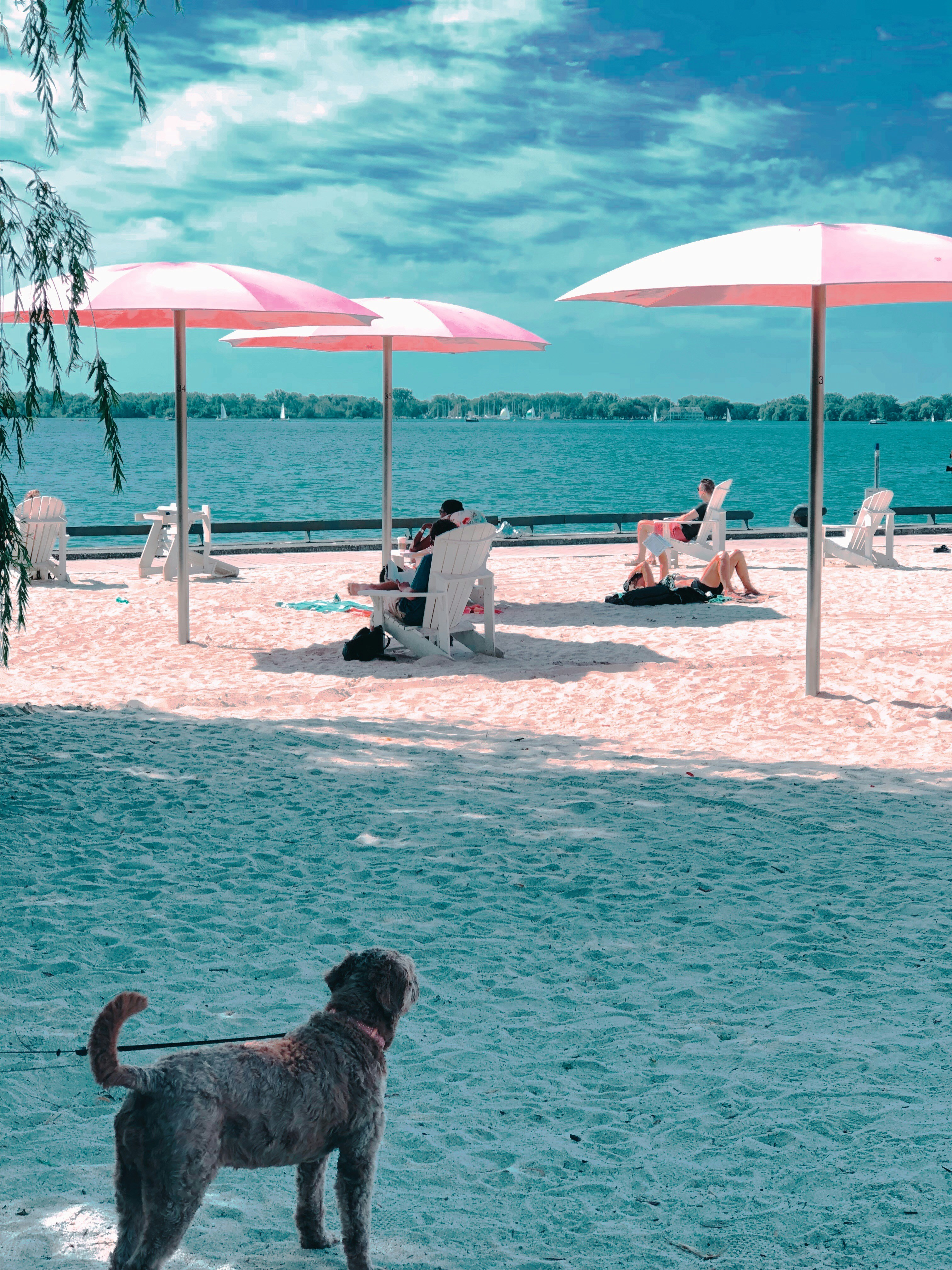Pastel Beach Rendezvous: A Curious Dog at the Pink Umbrella Shore
