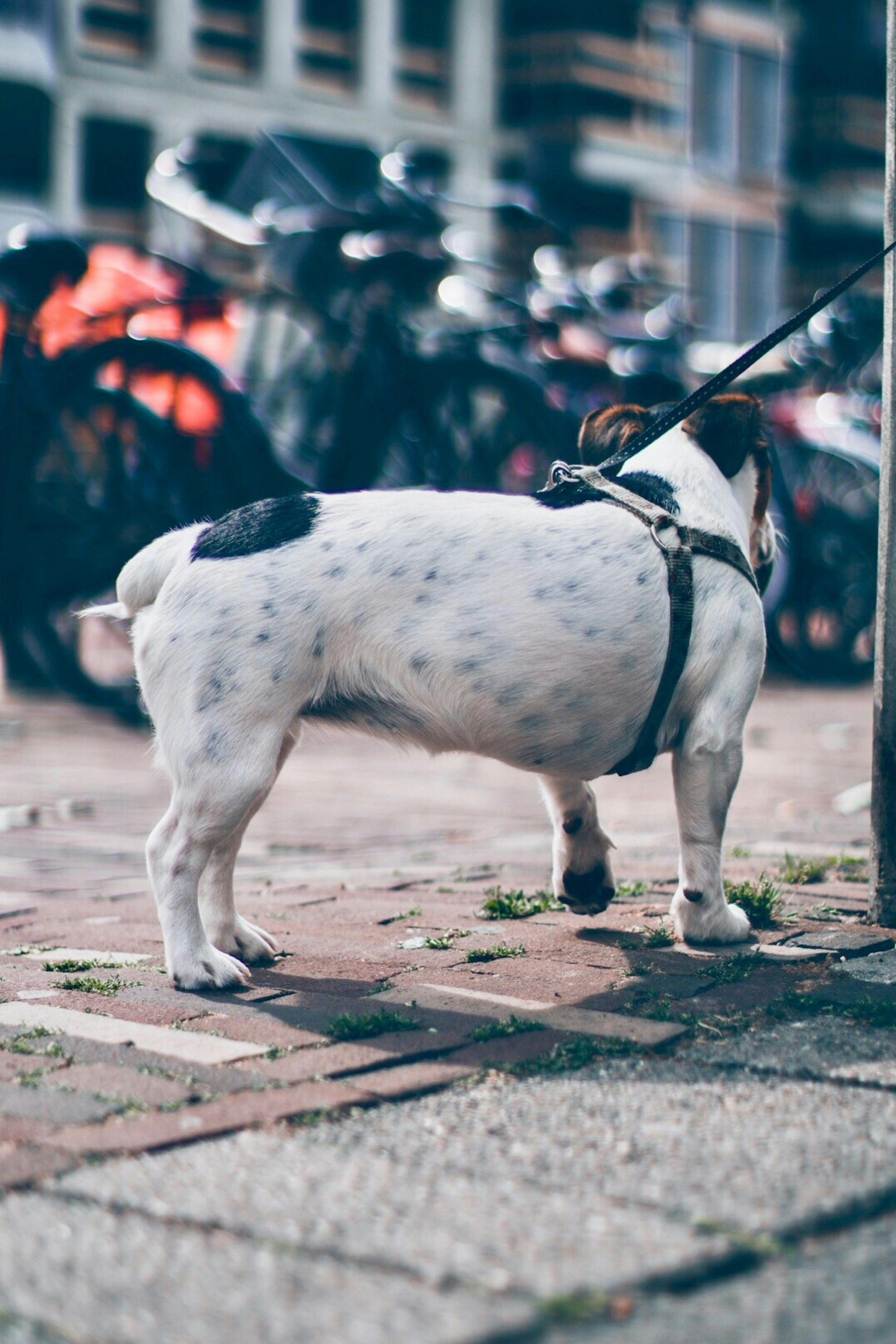 Leashed on Brick: A White-Spot Hound Pauses as City Life Blurs