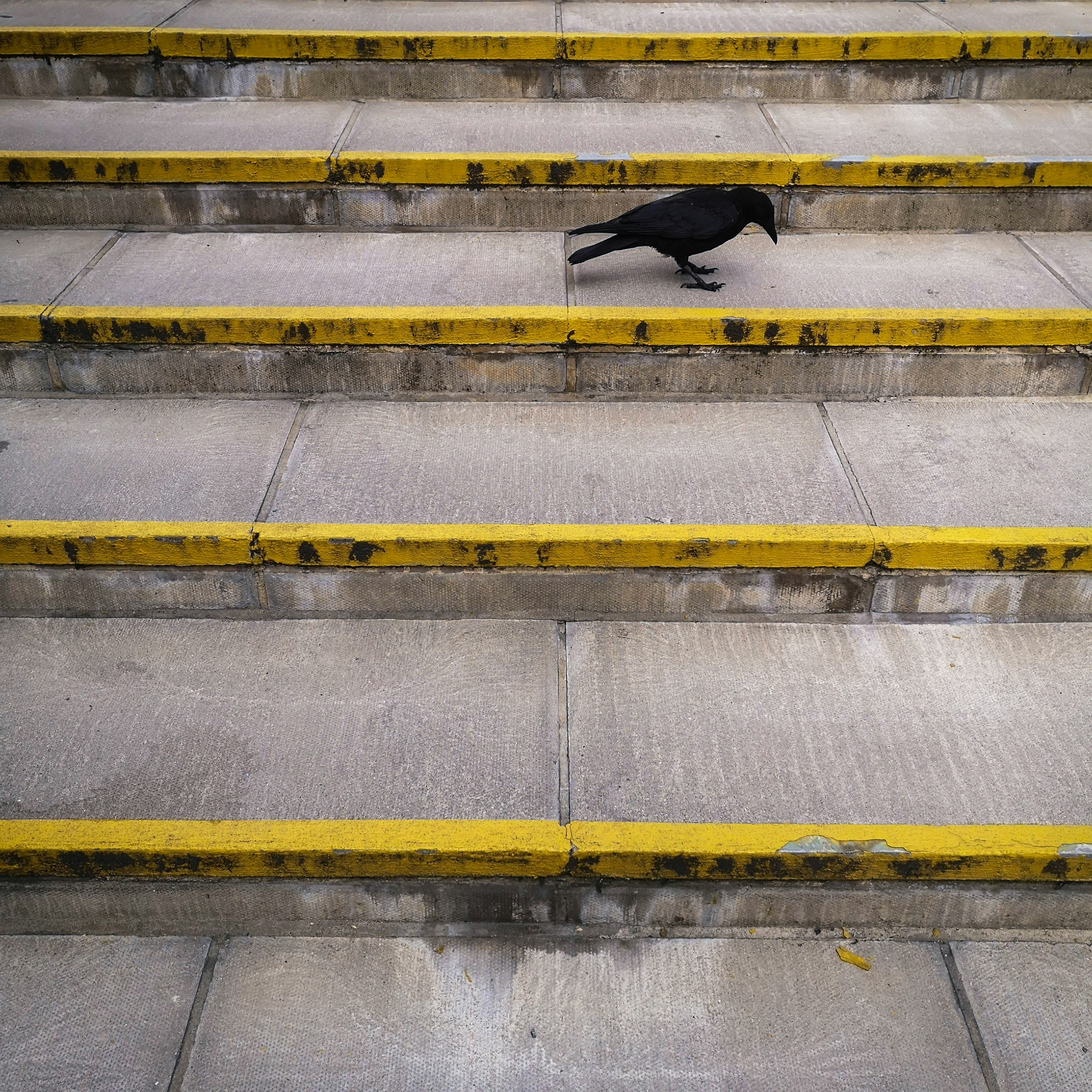 Crow on the Yellow-Edged Staircase