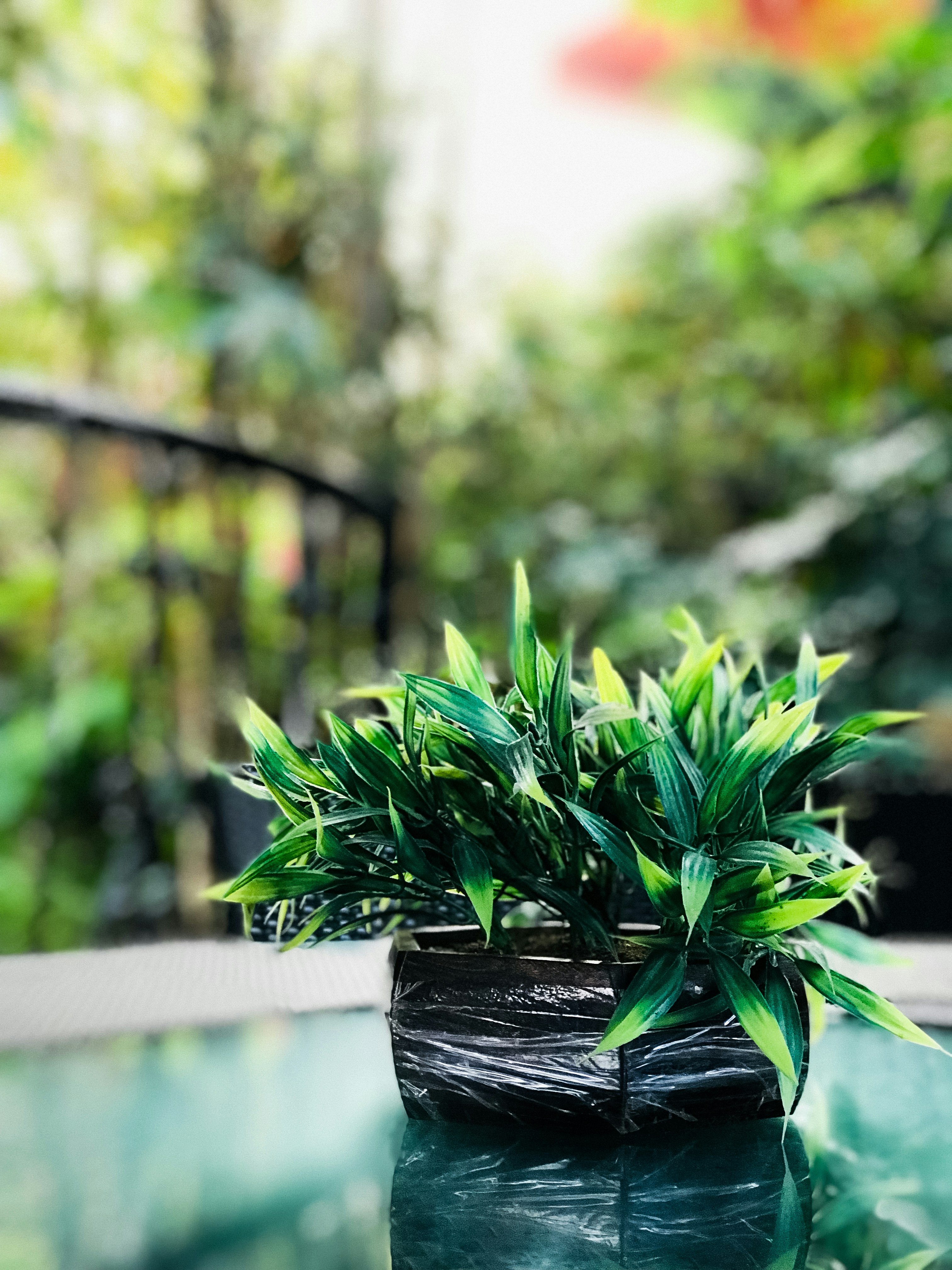 Selective focus photography of green-leafed plant photo – Free ...