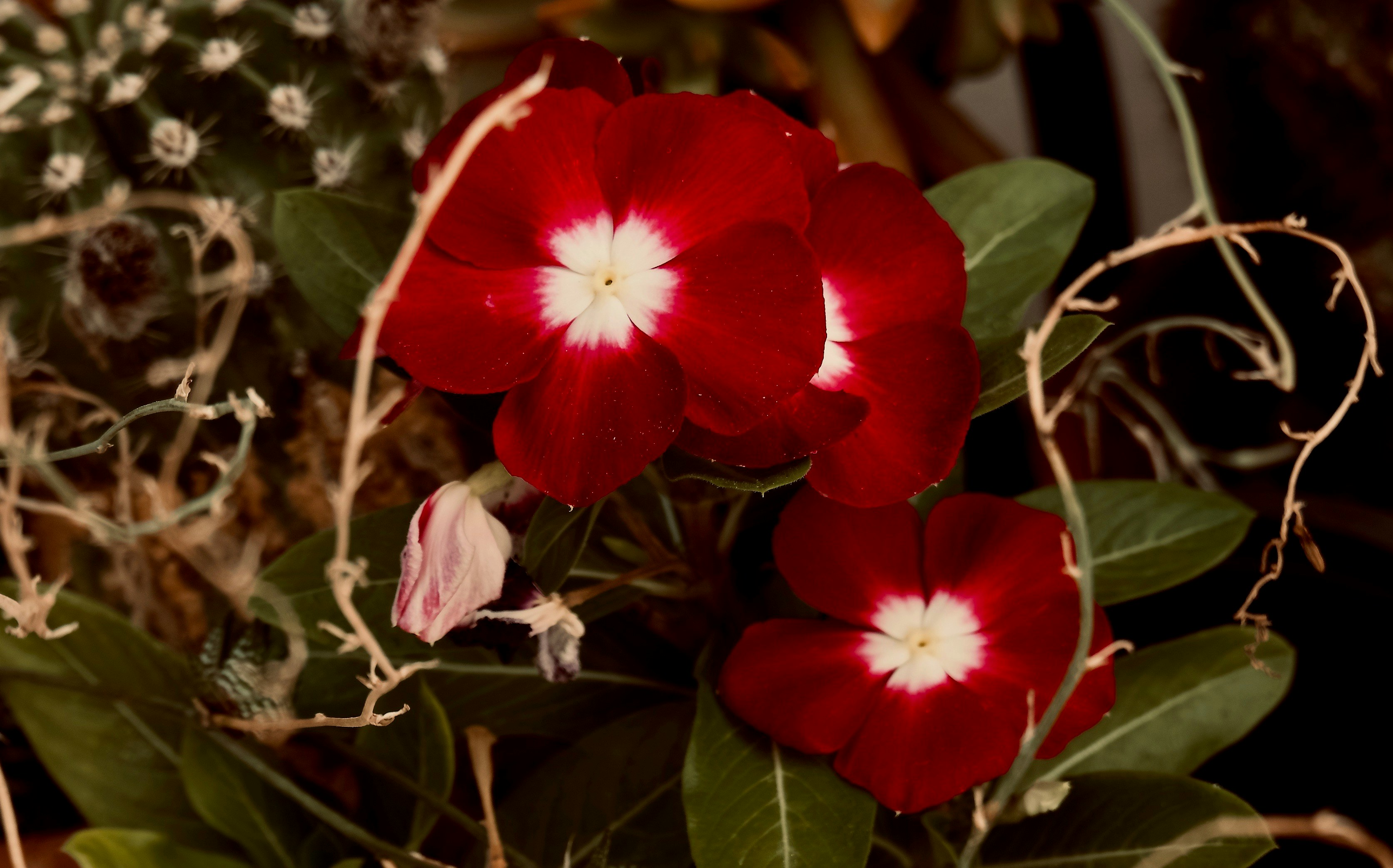 Close-up of two crimson flowers with white centers among green leaves and dried vines.
