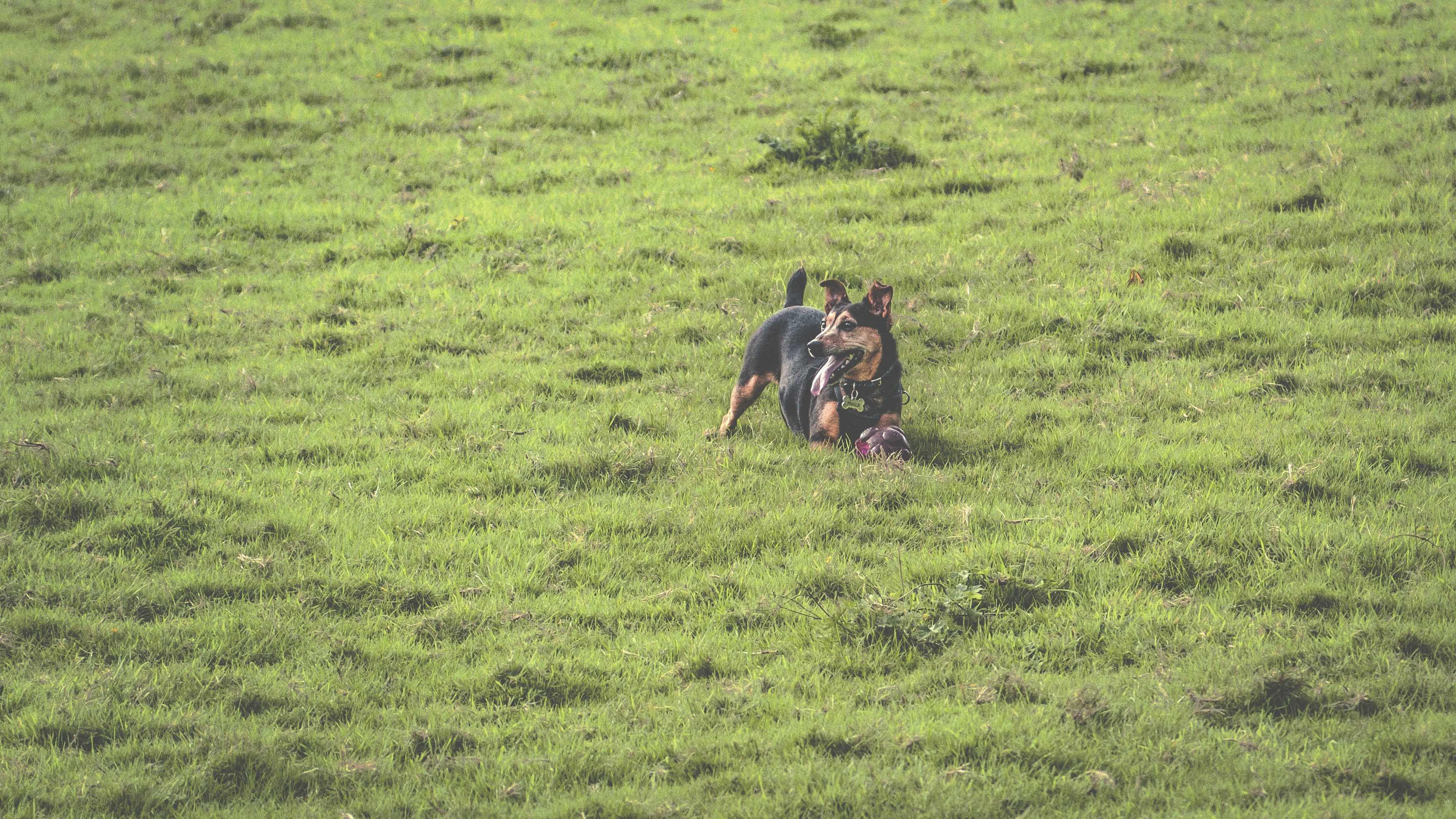 short-coated black and tan dog
