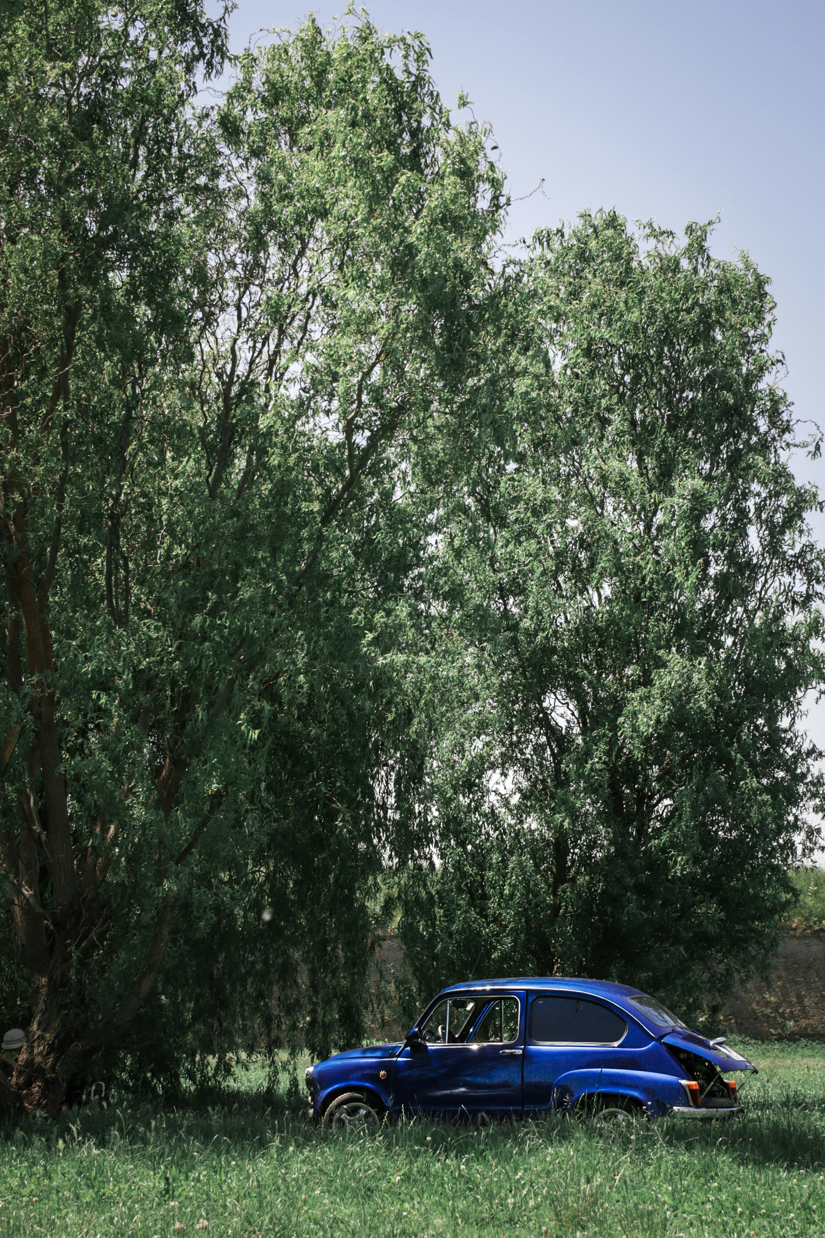 Cobalt Classic: a 1960s car paused beneath a green cathedral of trees