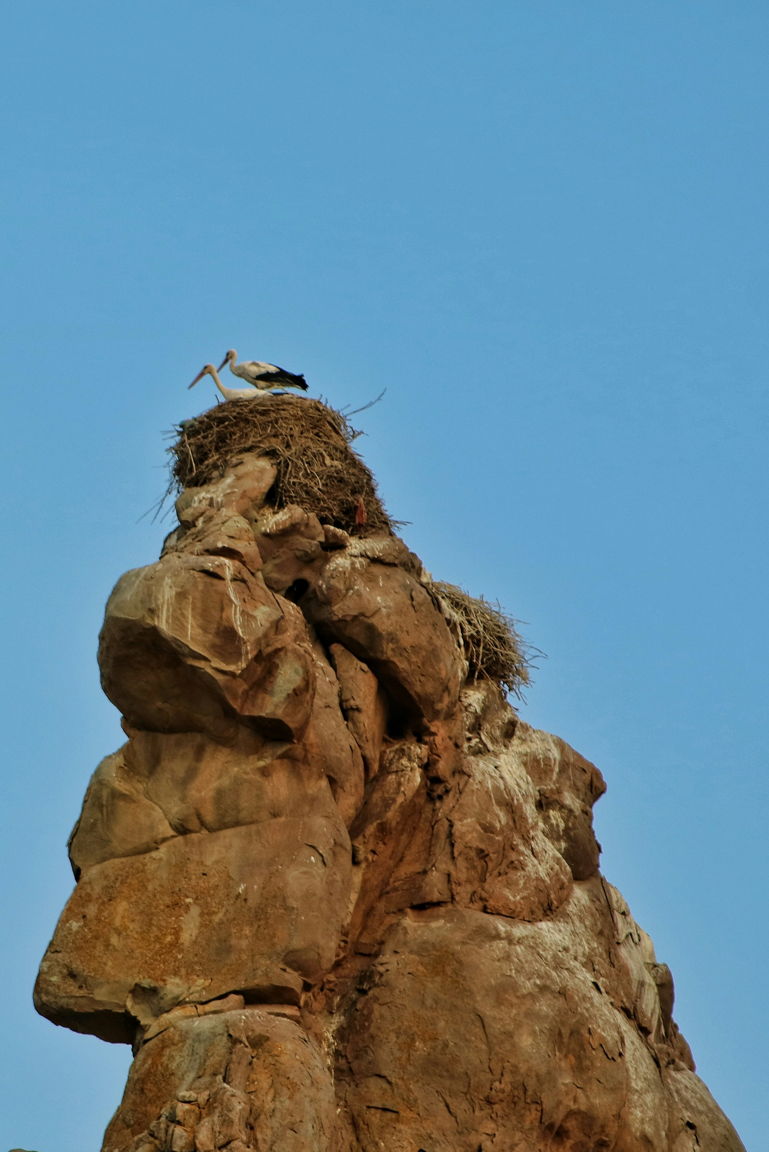 Rock storks,
Mahanshan, Zanjan, Iran
