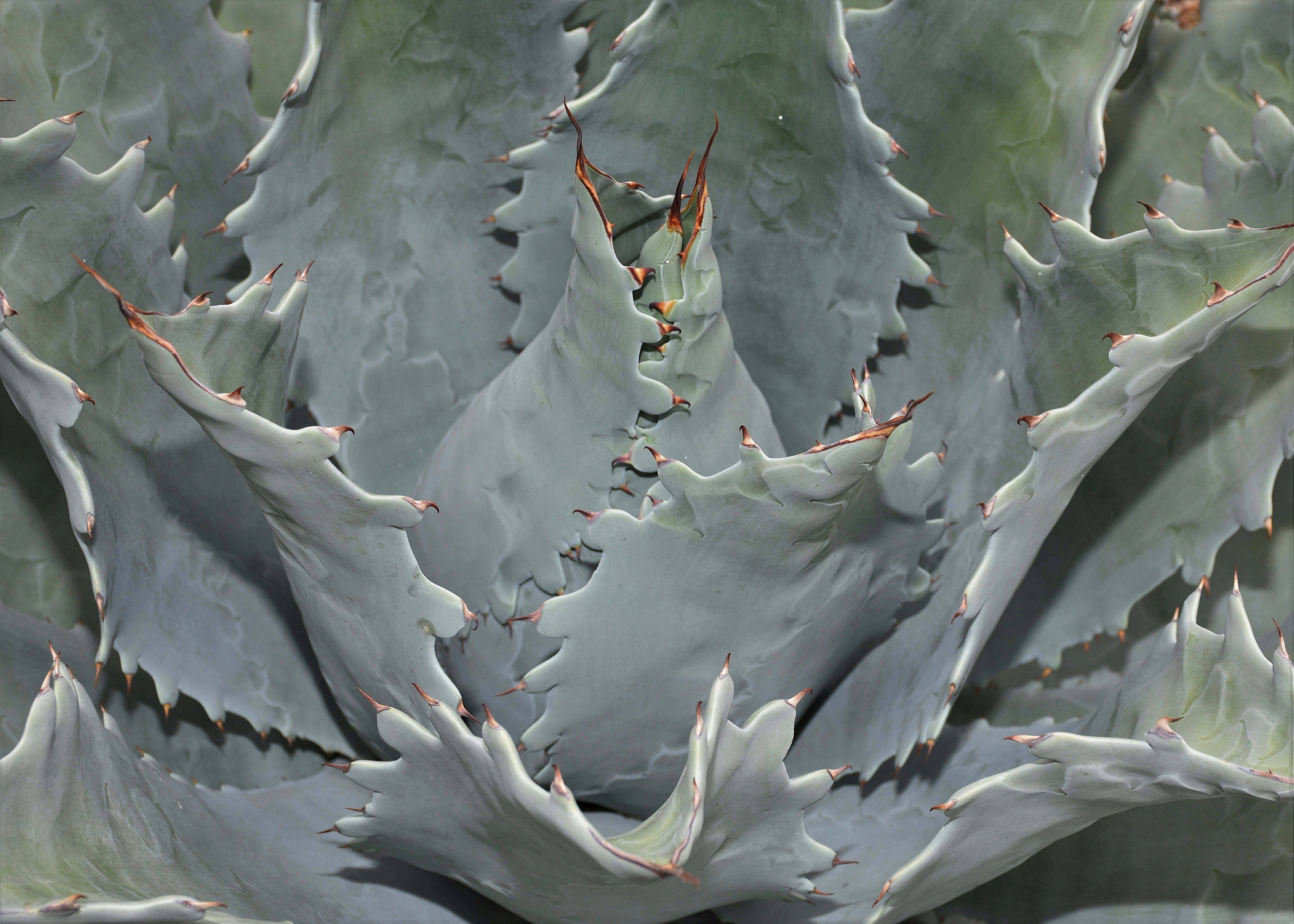 Armor of blue-green spines: a macro study of agave rosette