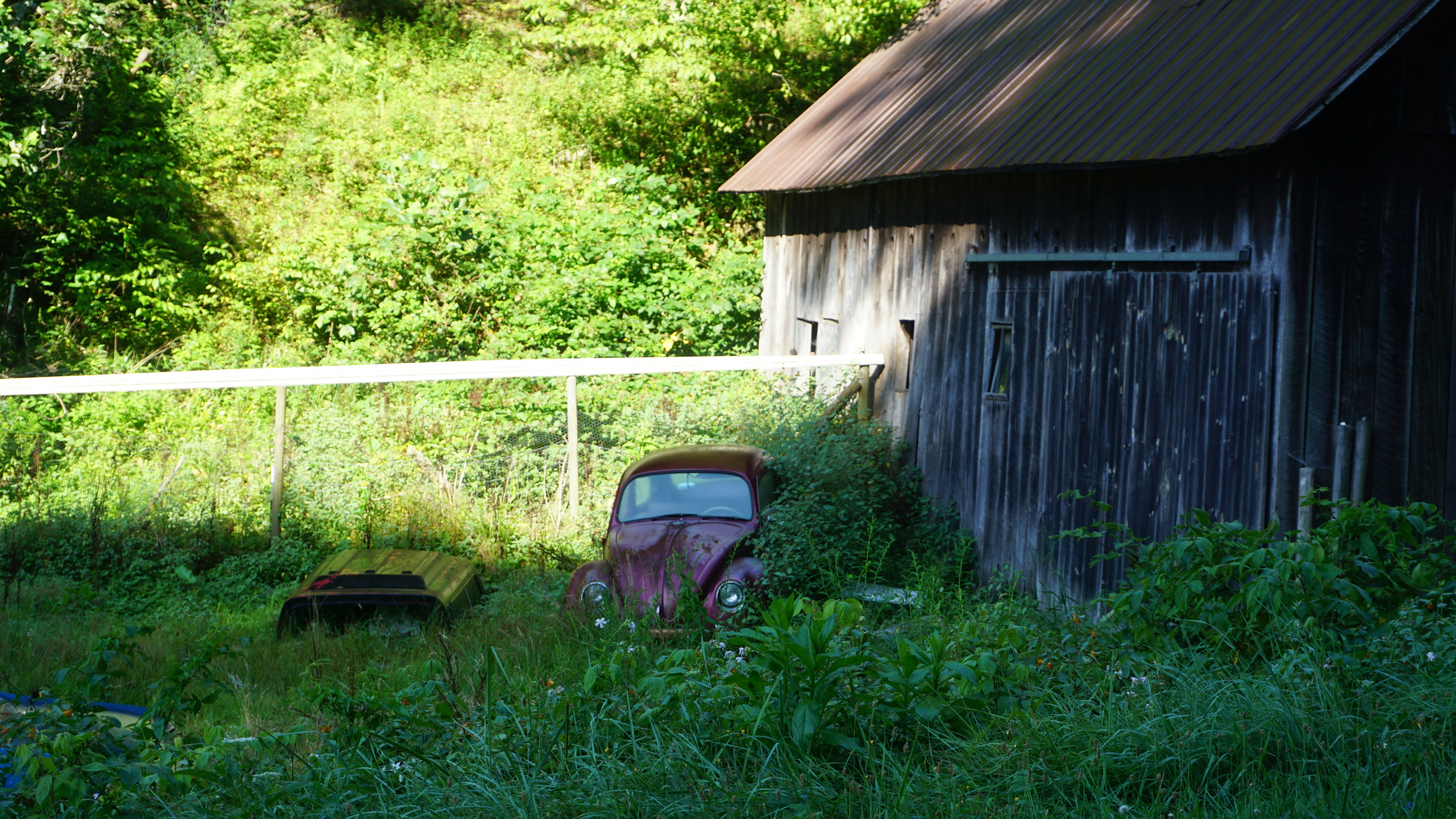 Crimson Relic Nestled in a Verdant Yard