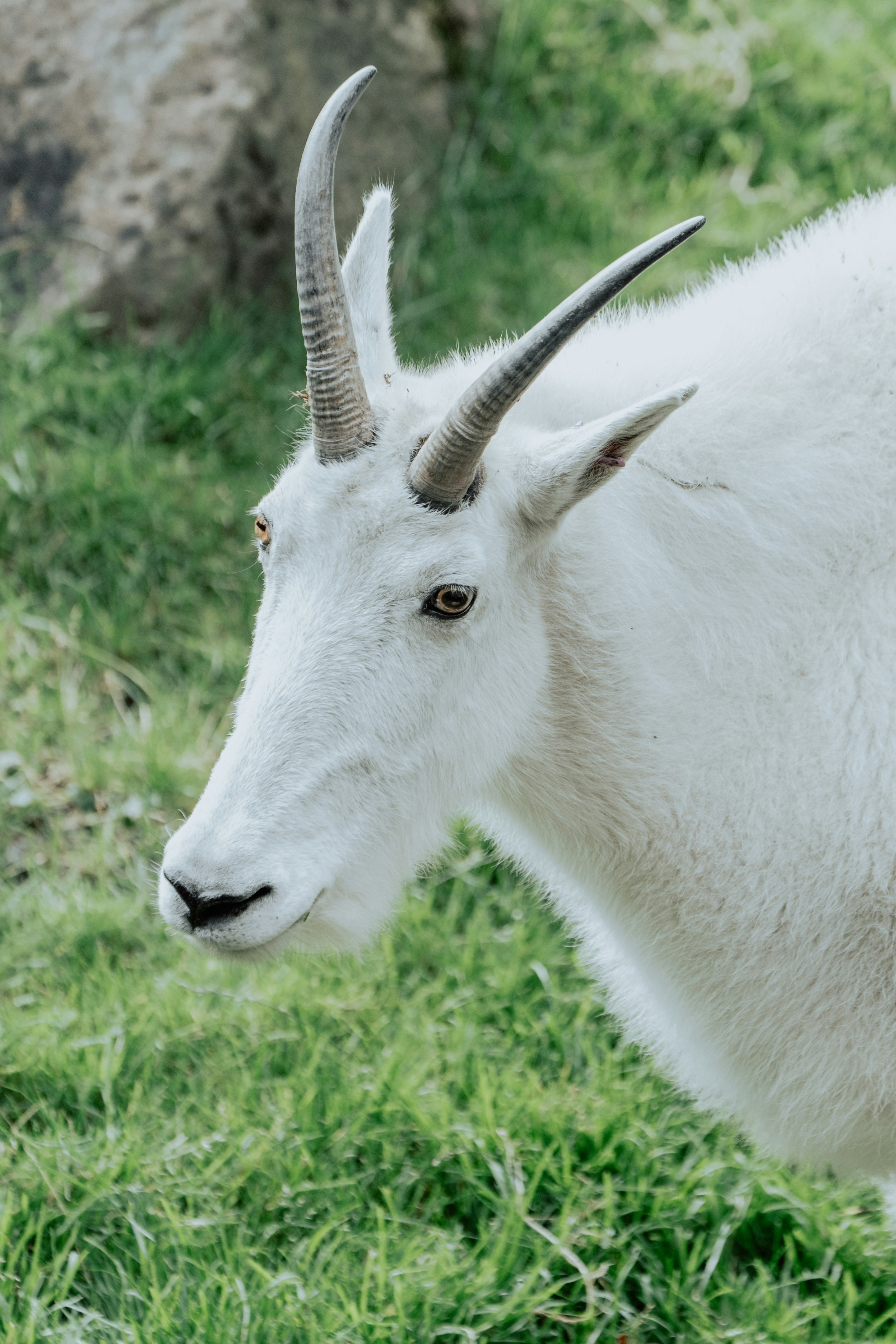 Close-up of a white mountain goat with prominent horns, set against a lush green backdrop.