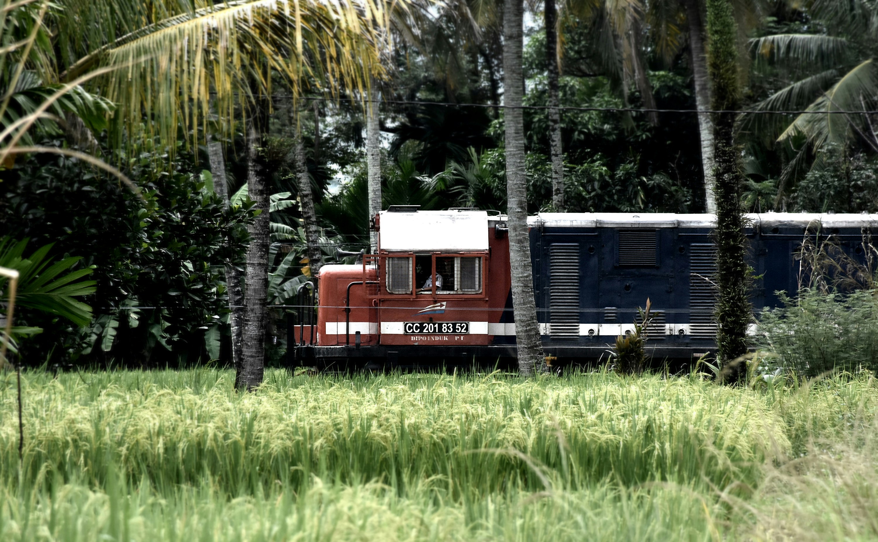 Red locomotive in a tropical field of green stalks