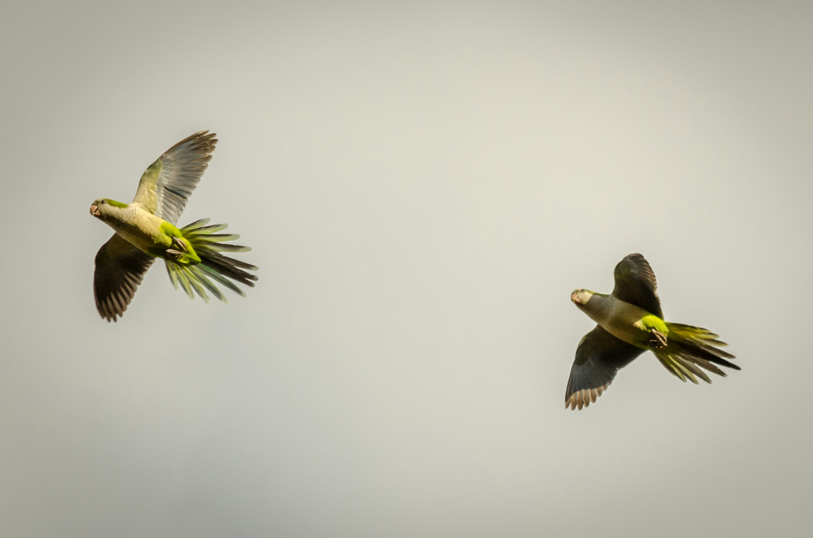 Wings in Free Flight: Dual Green Finches Crossing a Pale Sky