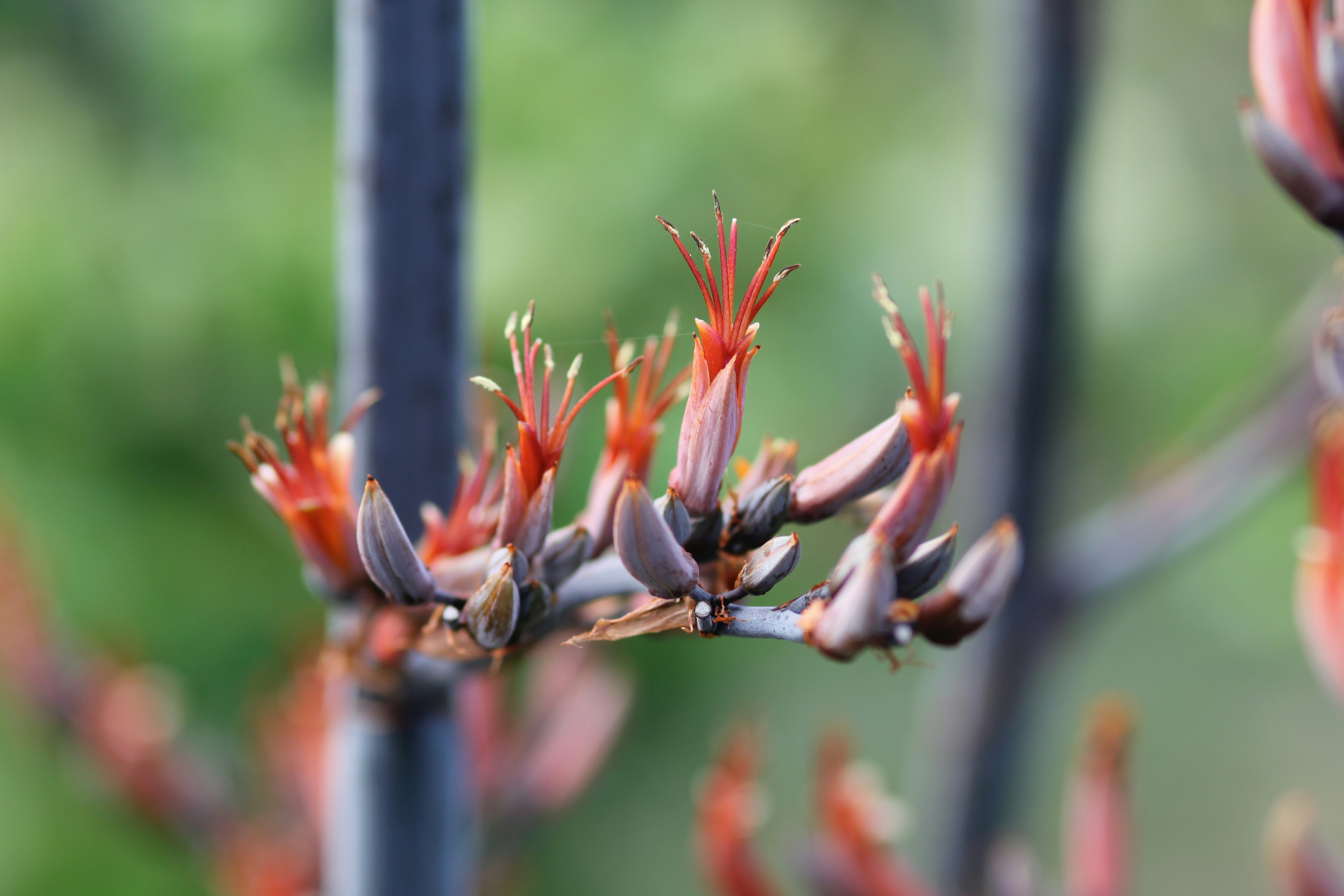 Close-up of budding flowers on a branch, showcasing vibrant red and green hues against a blurred background.