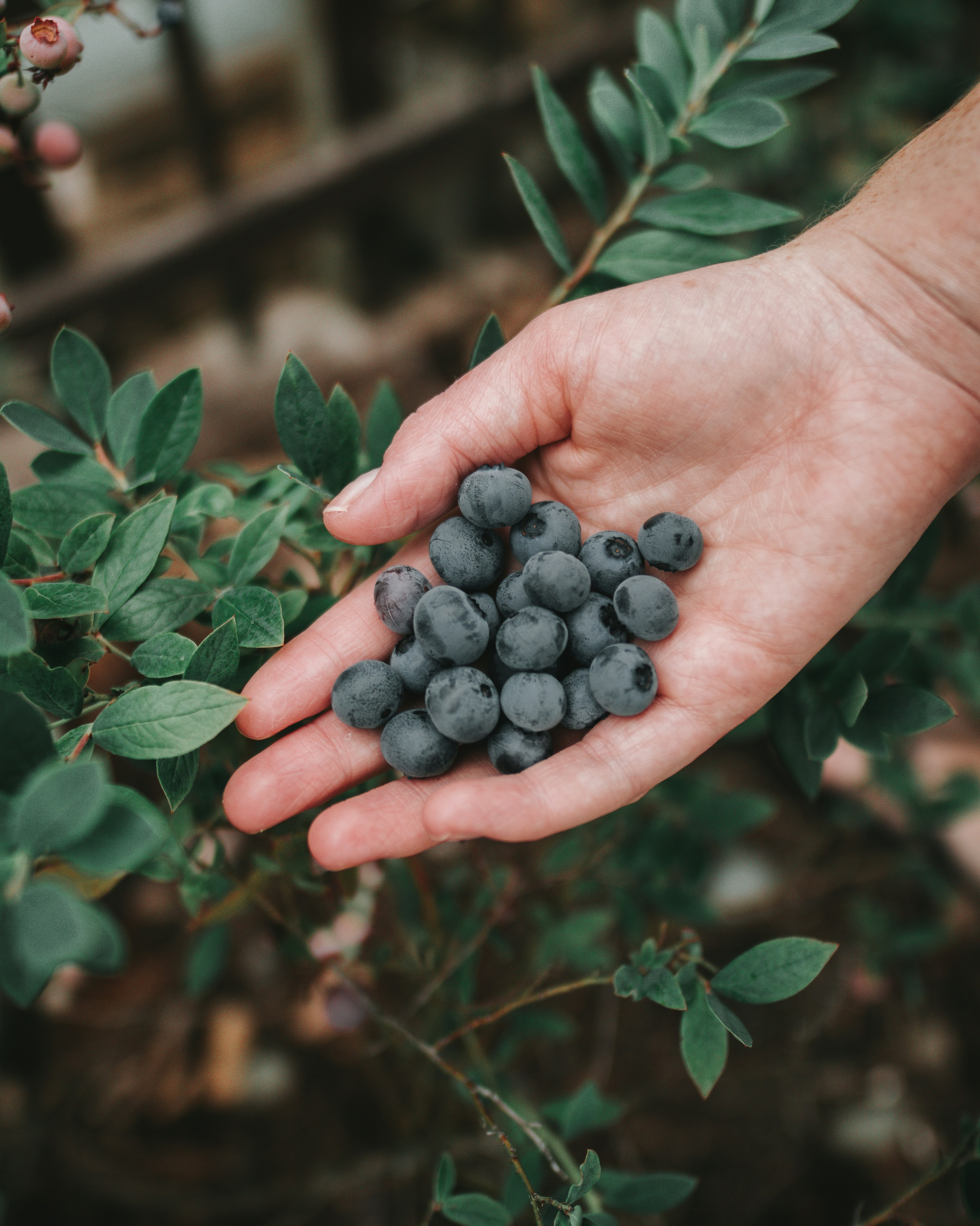 A hand cradles freshly picked blueberries against a backdrop of lush green foliage. The scene highlights the bounty of nature's harvest.